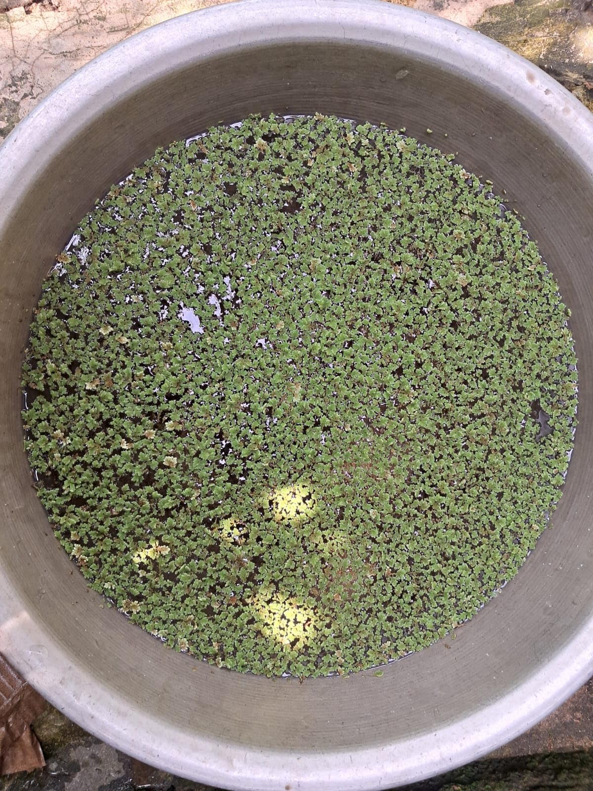 Gachwala Azolla Seeds - 1000+ Floating Natural Aquatic/Water ...