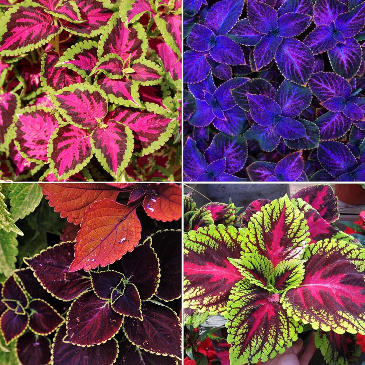 Amazon.com : 150+ Rare Coleus Flowers Seeds Mixed Color - Rainbow ...
