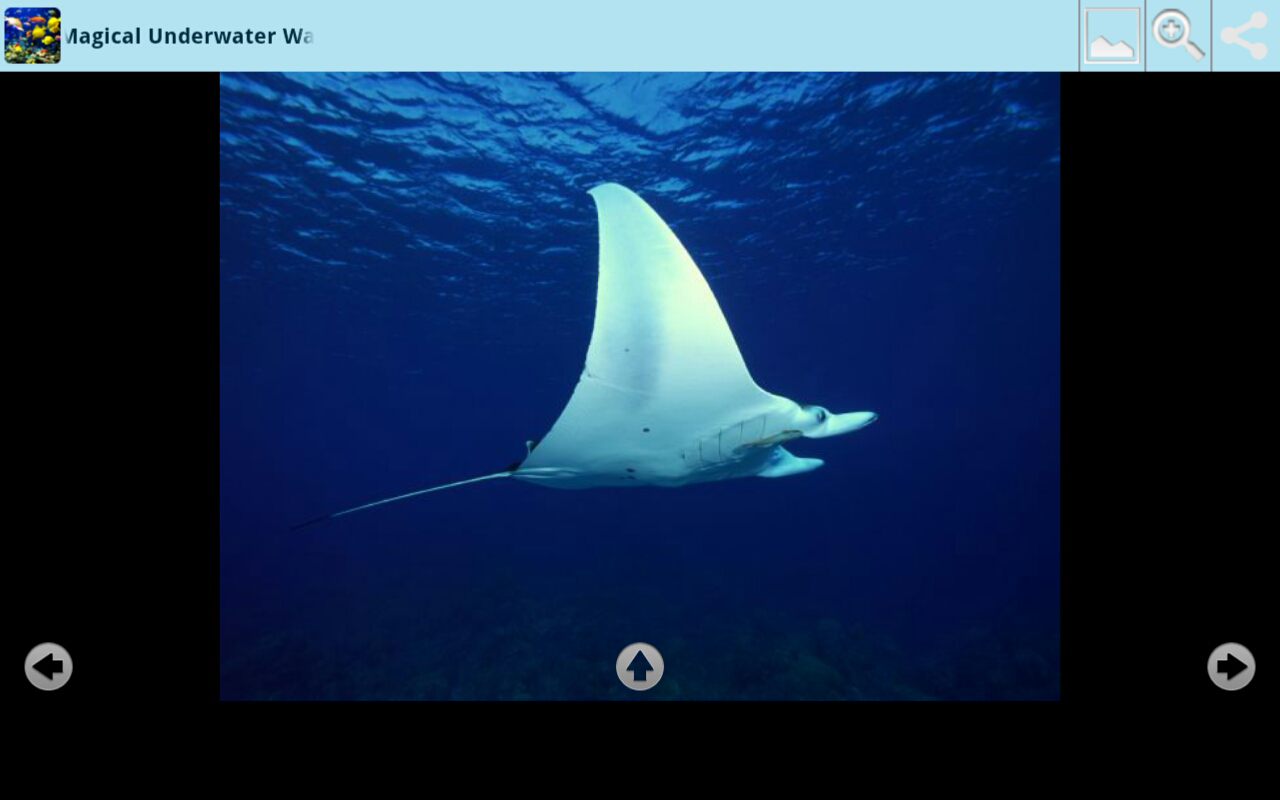 Magical Underwater Wallpapers - App on Amazon Appstore