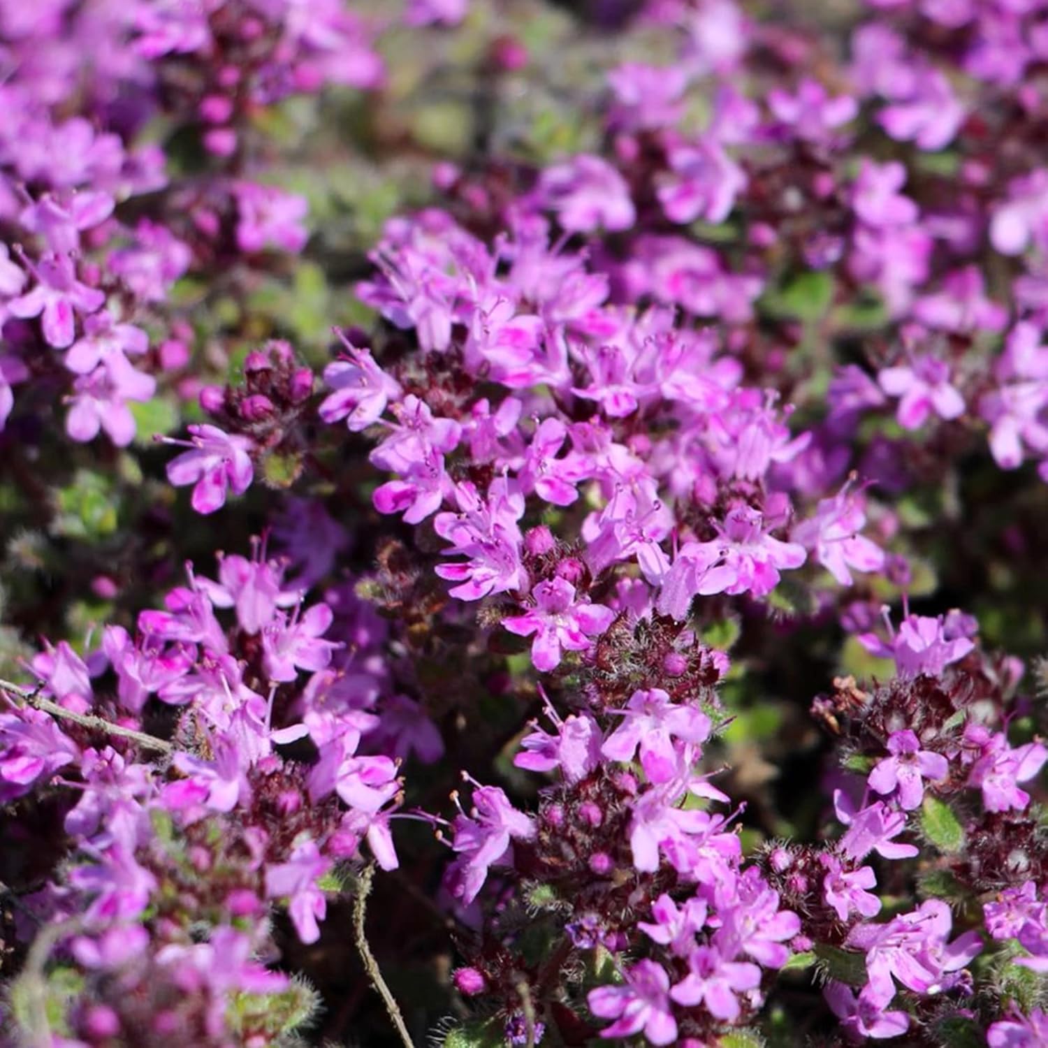 YEGAOL Garden – Semillas de tomillo rastrero de hoja perenne aromáticas ...