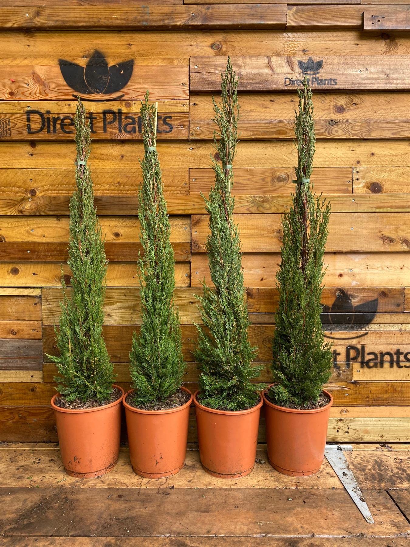Direct Plants Italian Cypress Tree Cupressus Sempervirens Evergreen ...