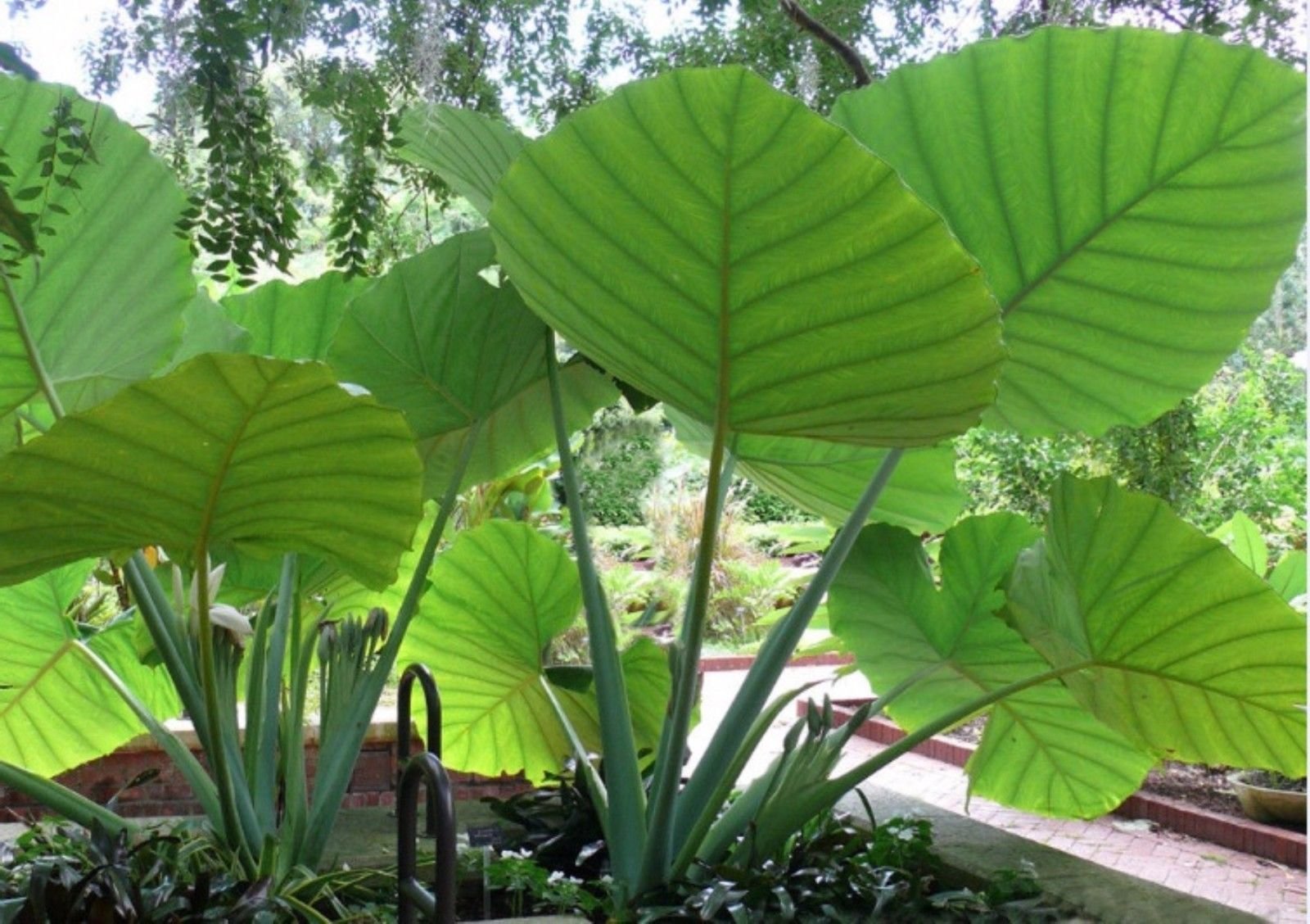 Malanga Planta Malanga