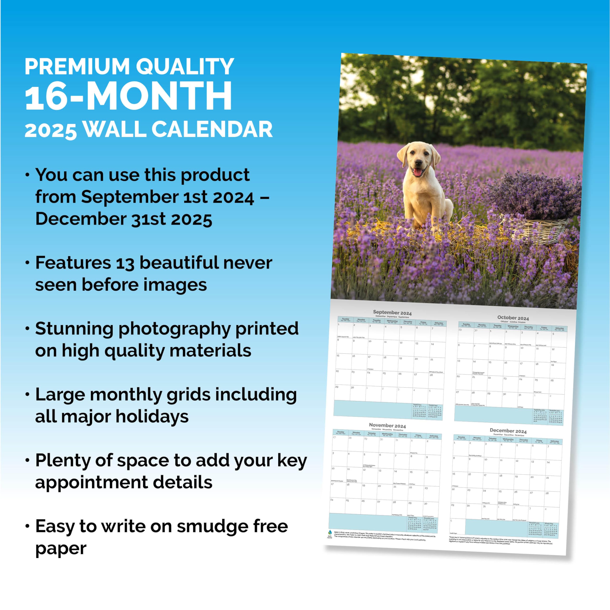 Baker and Bray Yellow Labrador Calendar 2025, Large Square Wall ...