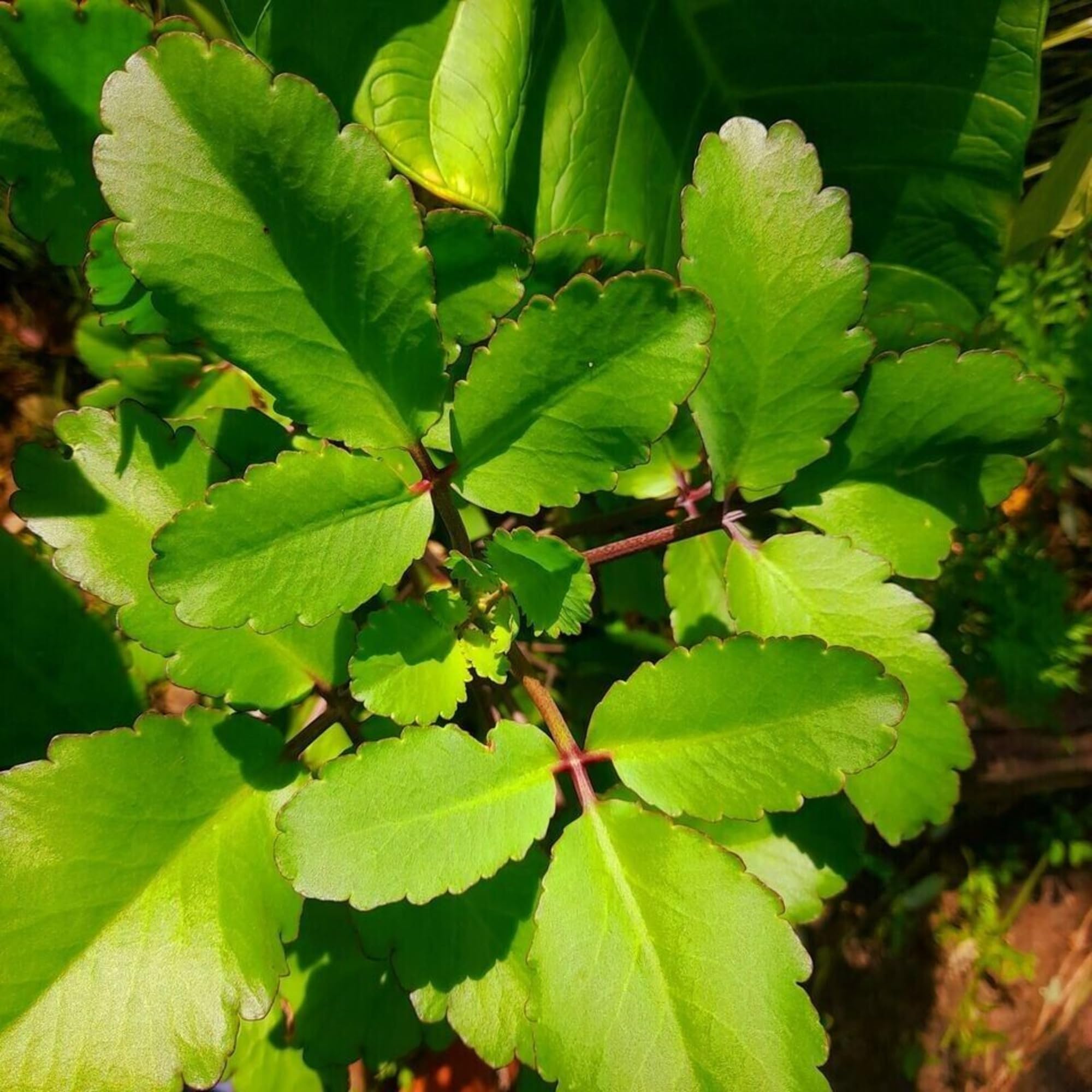 Amazon.com : Kalanchoe Pinnata, Life Plant, Goethe, Miracle Leaf Rooted ...