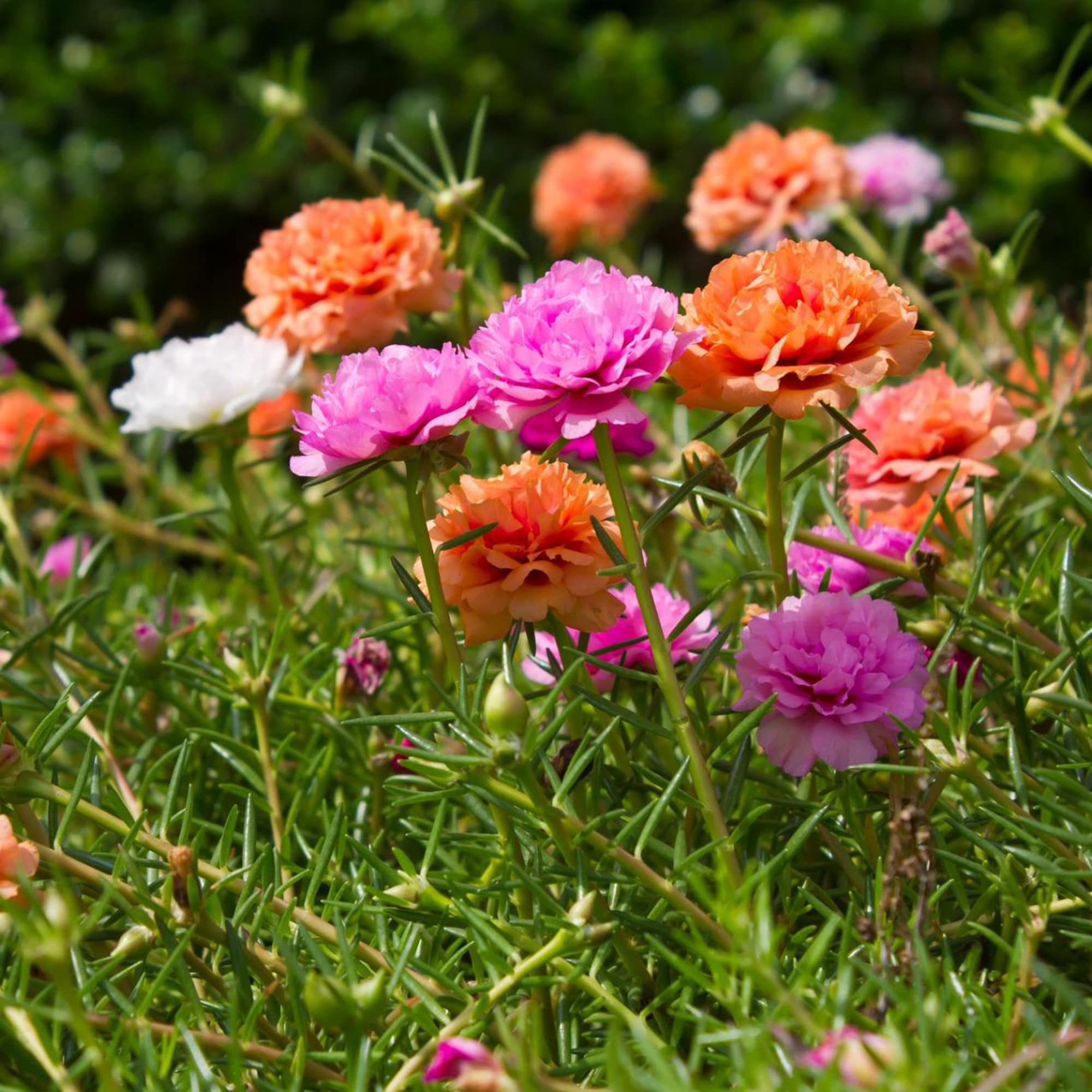 Portulaca Grandiflora Flower