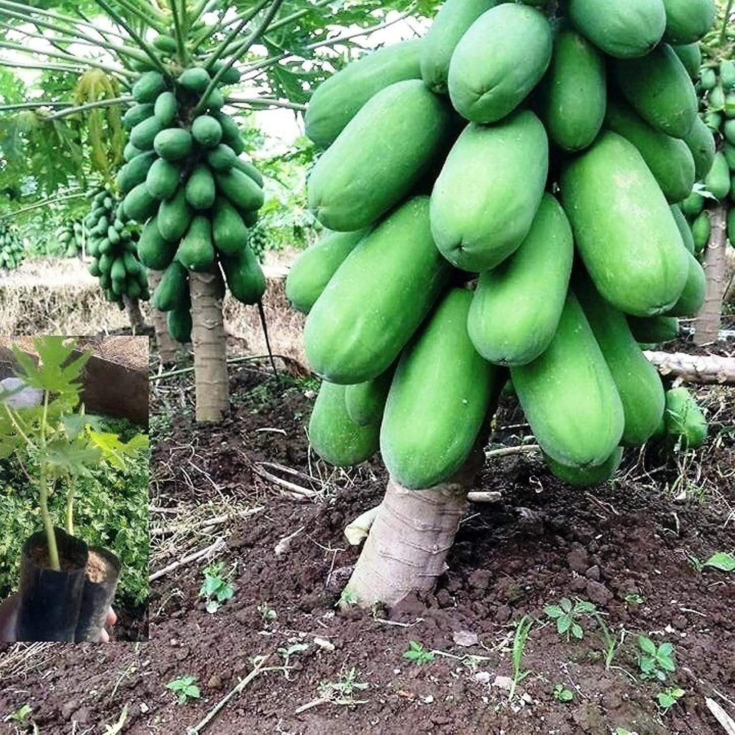 Zomoloco_PP33 PAPAYA SEED ,PAPITA IMPORTED SEED_X1064(150per packet ...