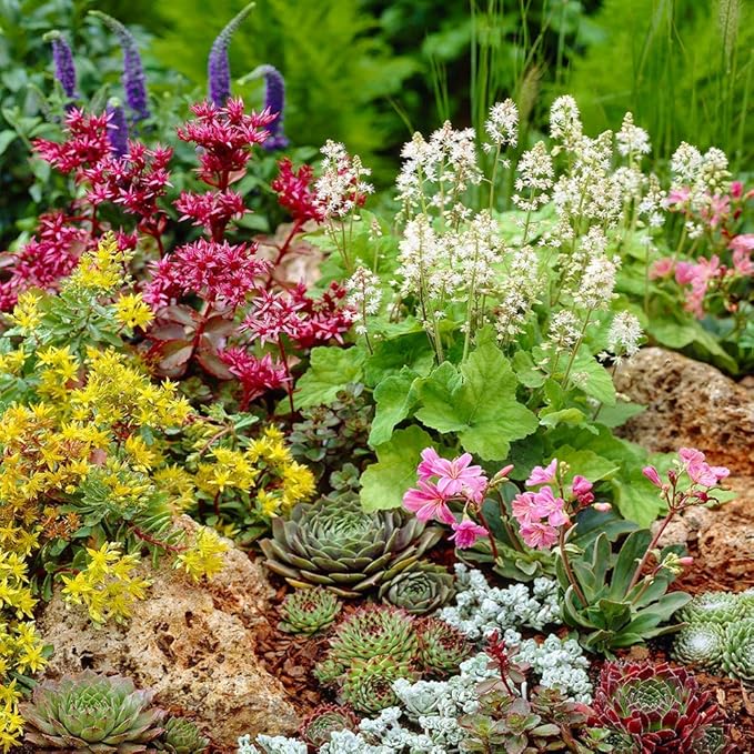 Mixed Alpine Plants - Vibrant Garden Perennial Large Flowering Potted ...