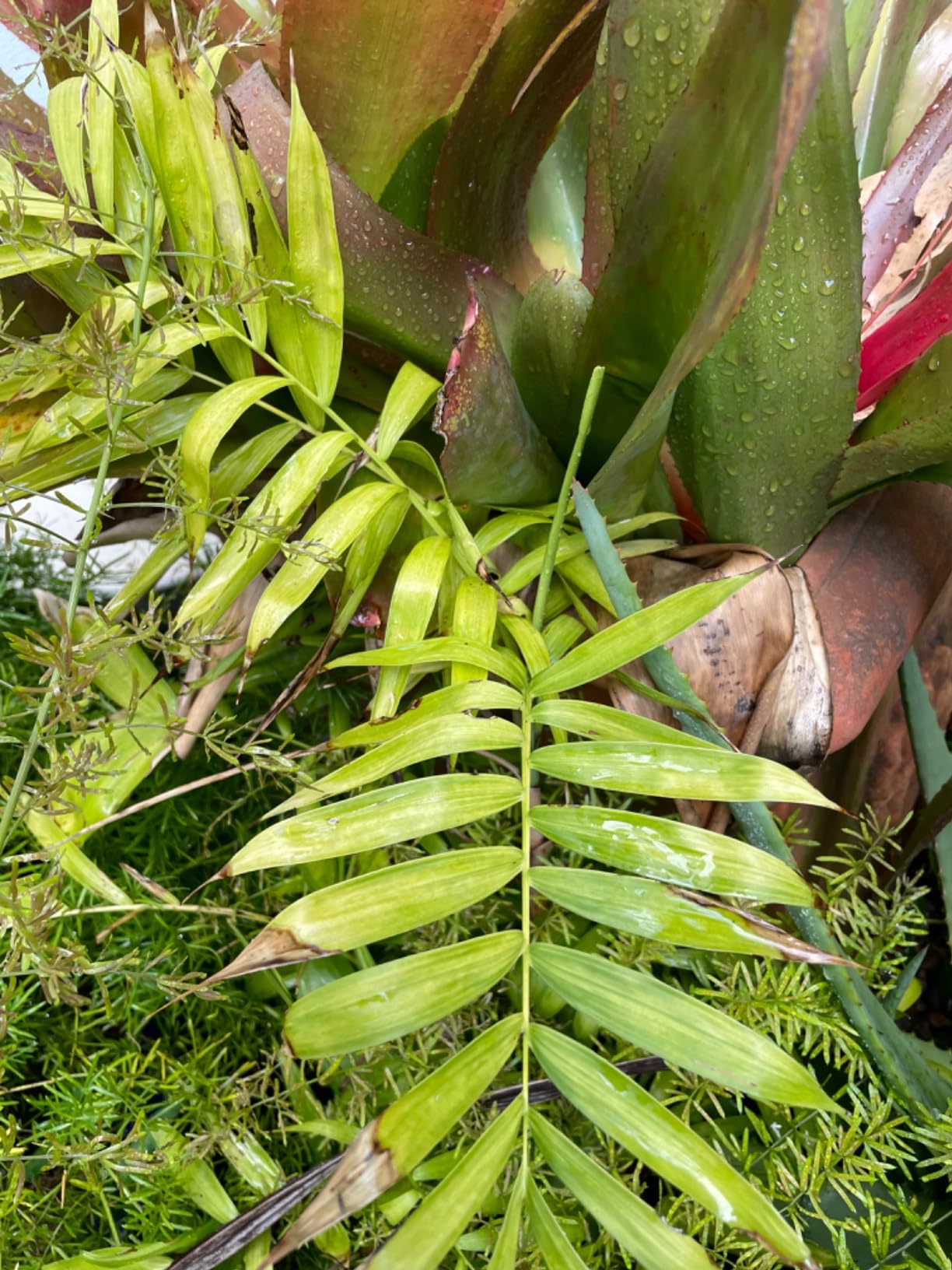 Determined: Life Without Free Will : Sapolsky, Robert M: Amazon.com.au ...