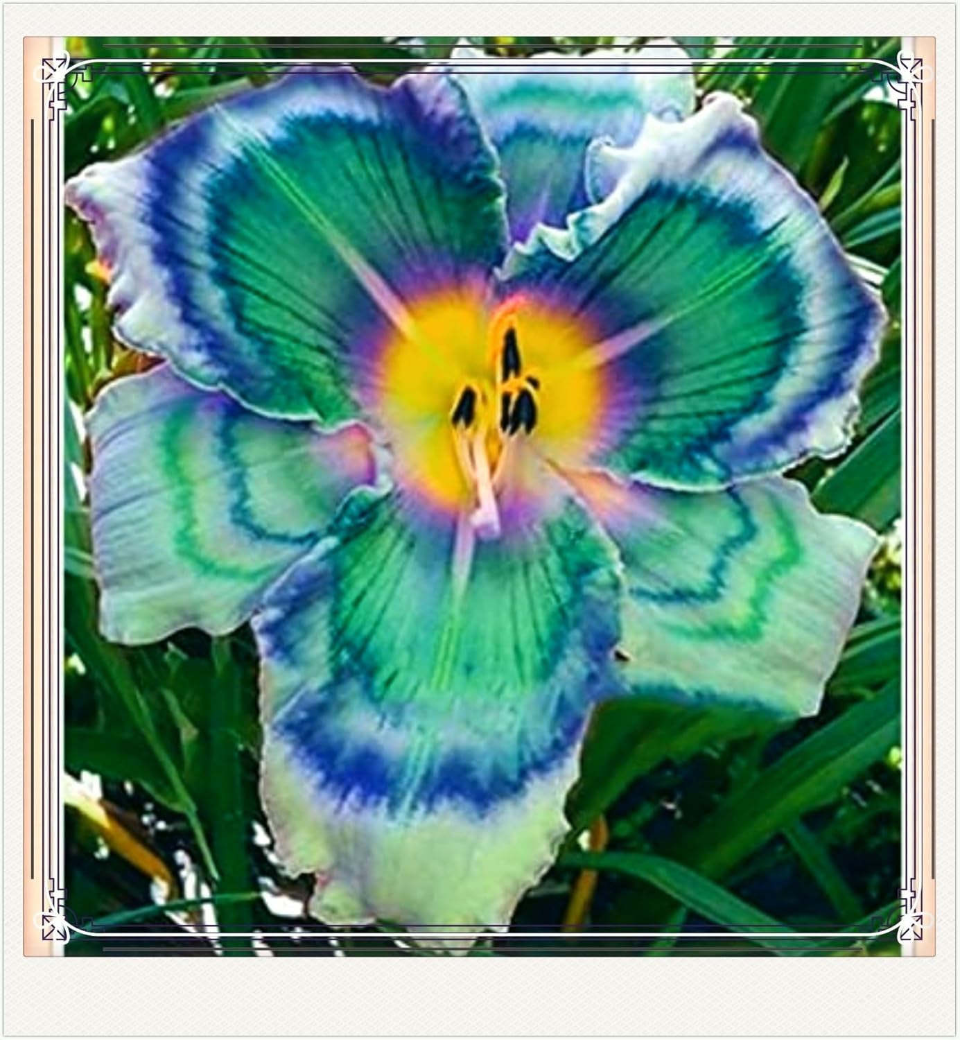 Amazon.com : Daylily Bulbs for Planting-Professional planting-8bulbs-b ...
