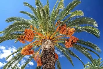 Amazon.com : Medjool Date Palm Tree Seeds - Phoenix Dactylifera - 10 ...