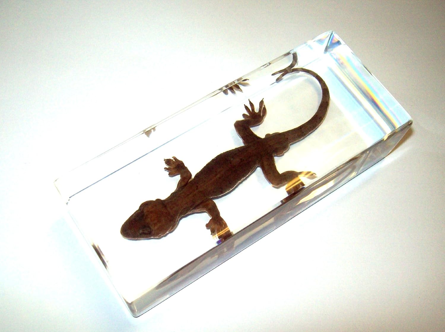 Amazon.com: Real Genuine Gecko Lucite Paperweight Display 2 Sided ...