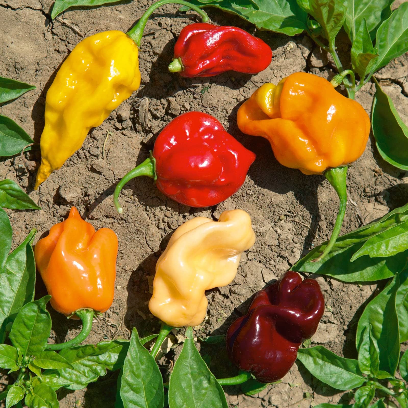 Amazon.com : Hot Pepper Seeds - Caribbean Blend - Packet - Vegetable ...