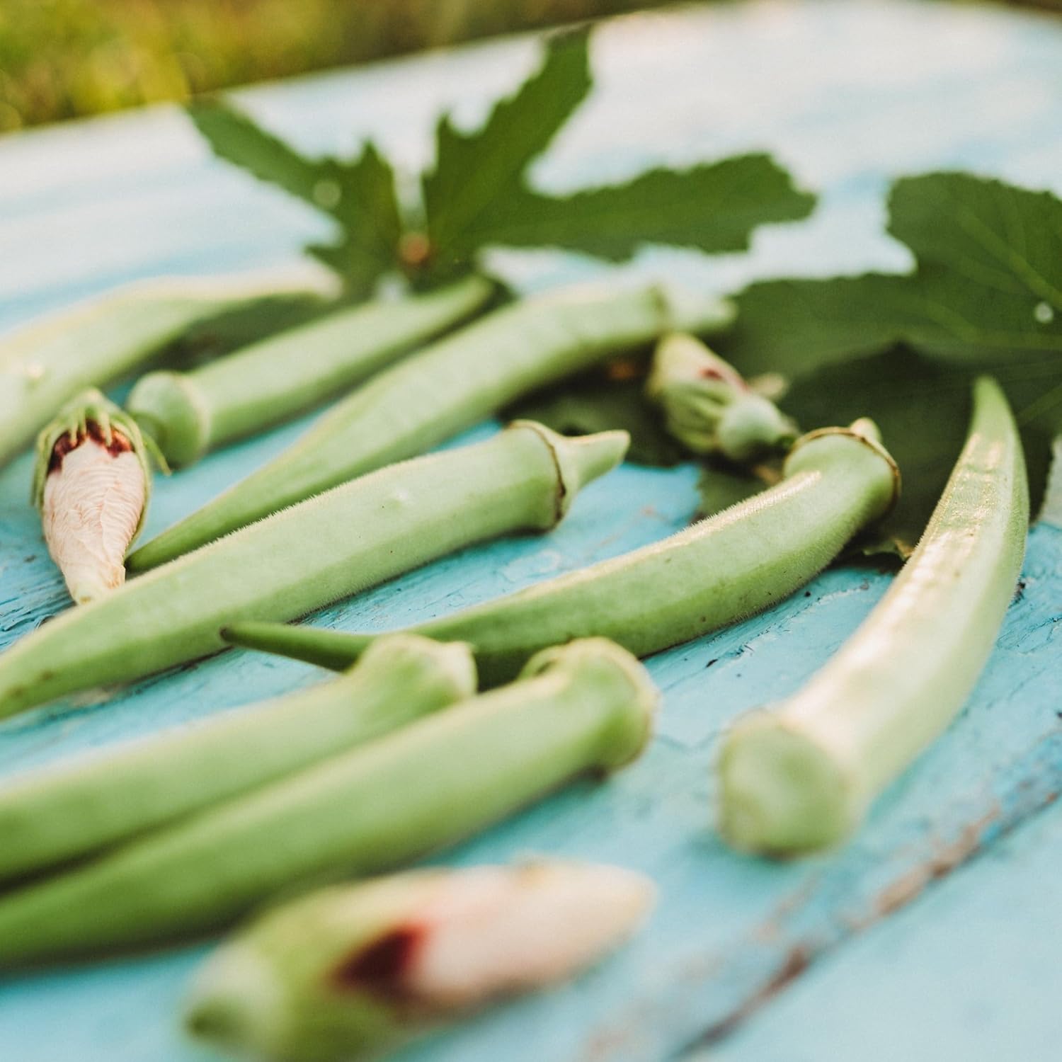 Amazon.com : White Velvet Okra - 50 Seeds - Rare Heirloom Okra Variety ...