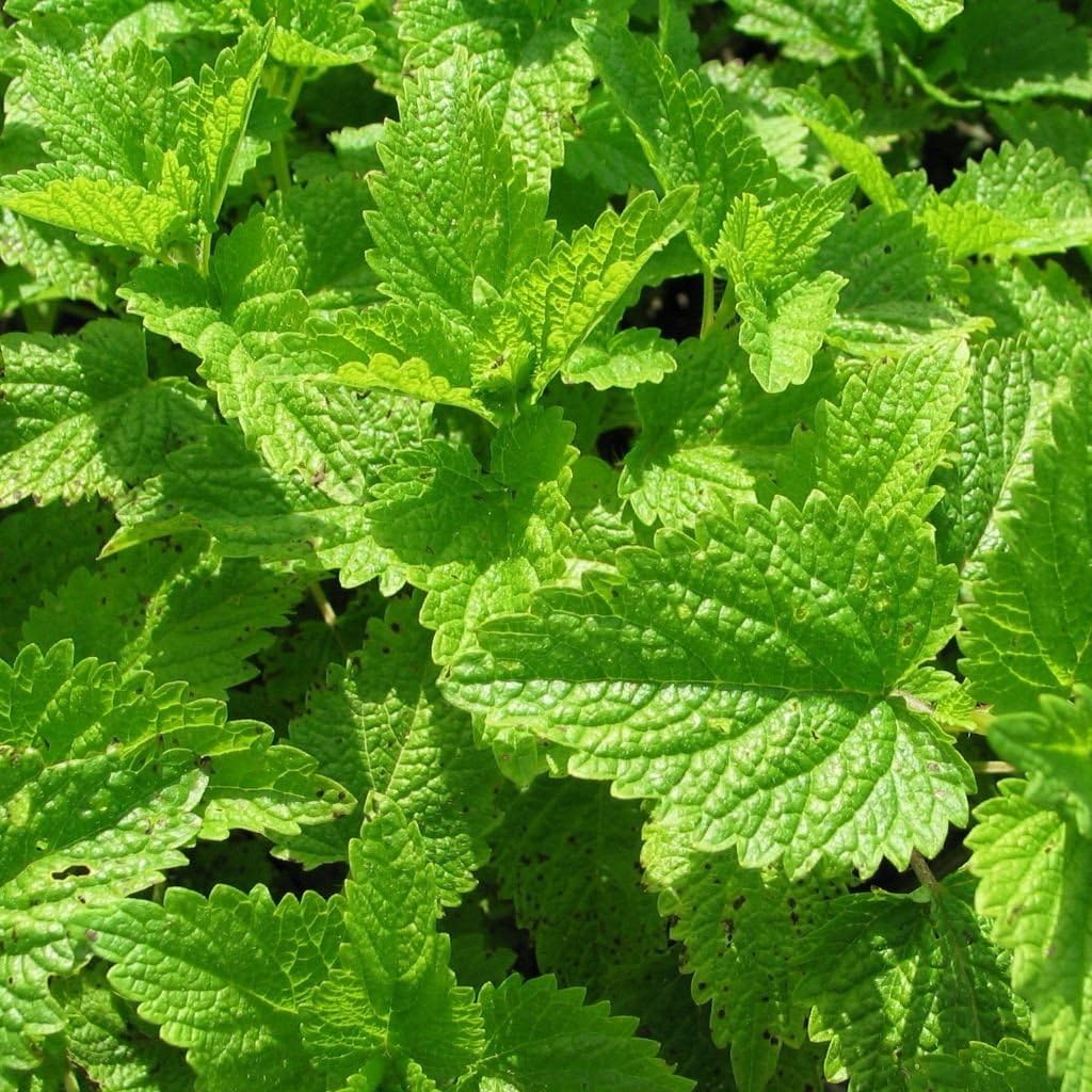 Amazon.com : Palm Beach Medicinal Herbs - Citronella Balm (Melissa ...