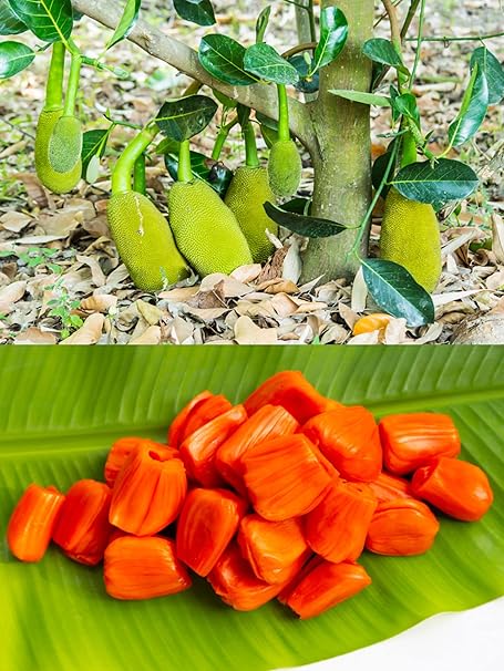 Native Earth Nursery Rare RED JACK FRUIT Live Grafted DANG SURUYA Plant ...