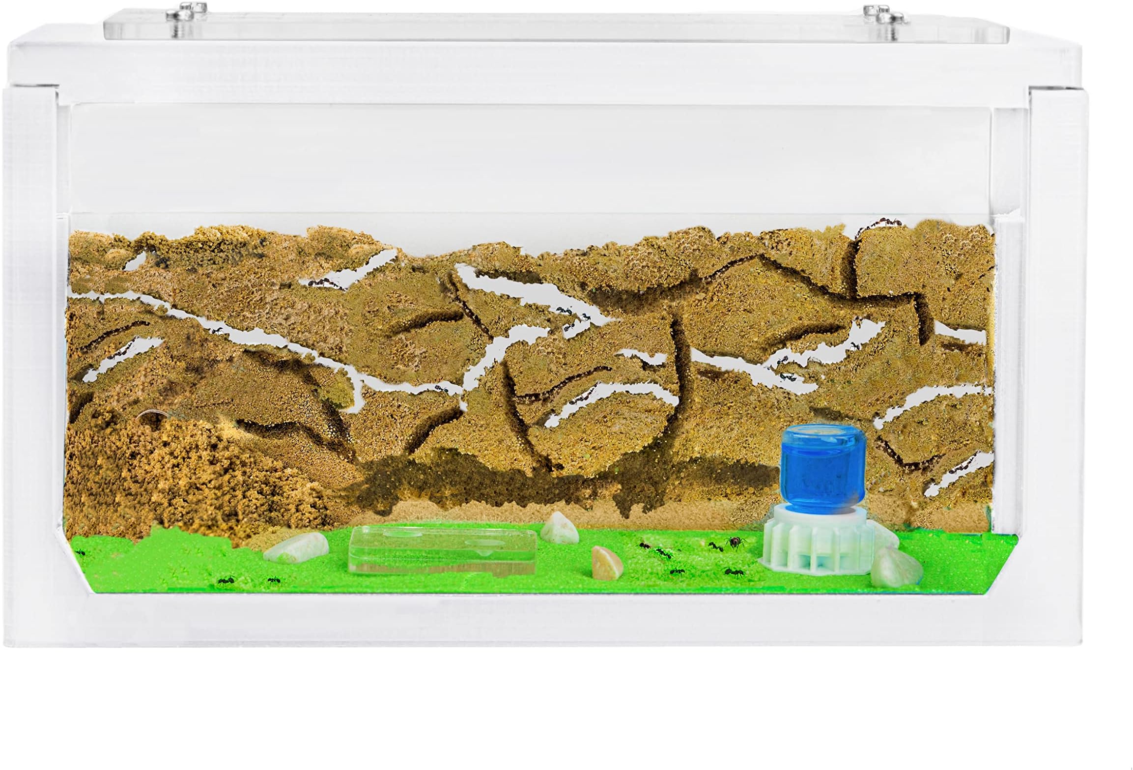 AntHouse - Formicaio Naturale di Sabbia | Kit T Acrilico 15x15x1,5 cm ...