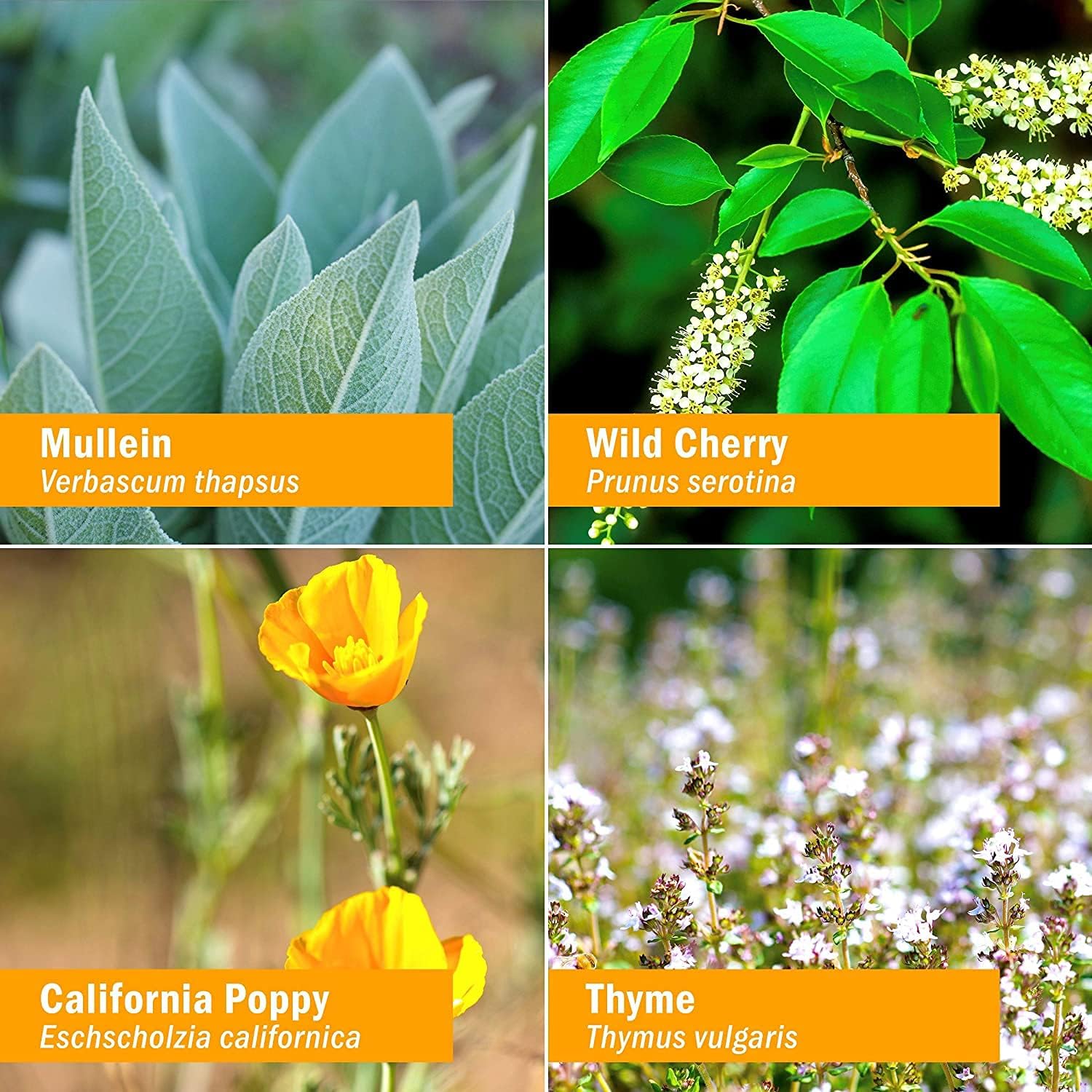 Herb Pharm Fórmula herbaria líquida para la tos cruzada sin alcohol con ...