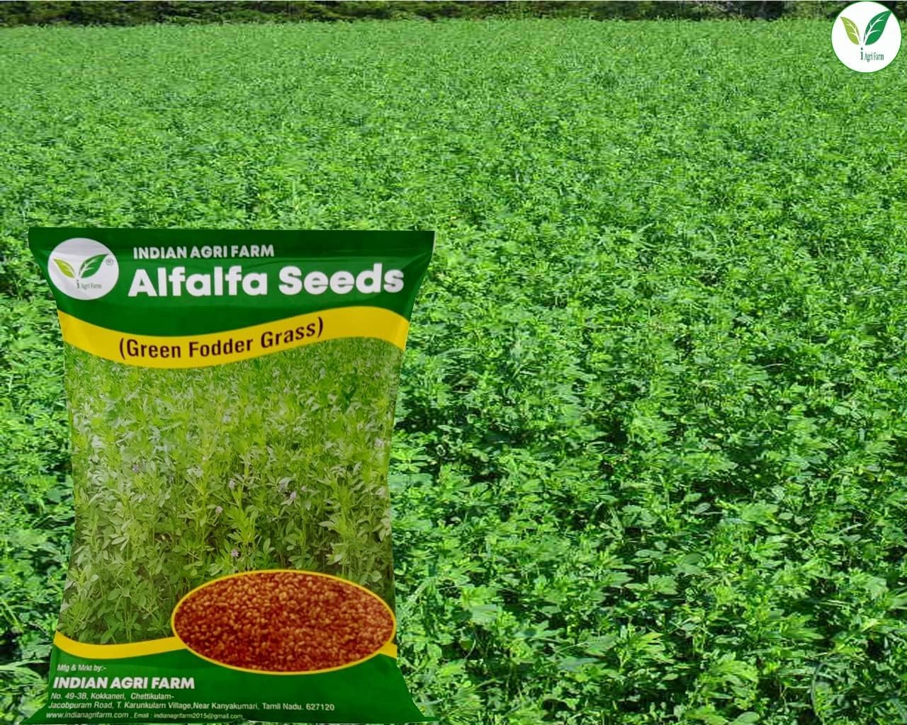 Iagrifarm Legume Fodder Seeds - Each in 250 gram - Pack of 1 / Hedge ...