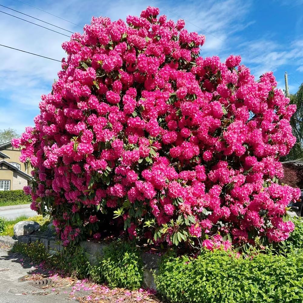 Tipos De Flores De Sombra Perennes Plantas Con Flores Coloridas Y