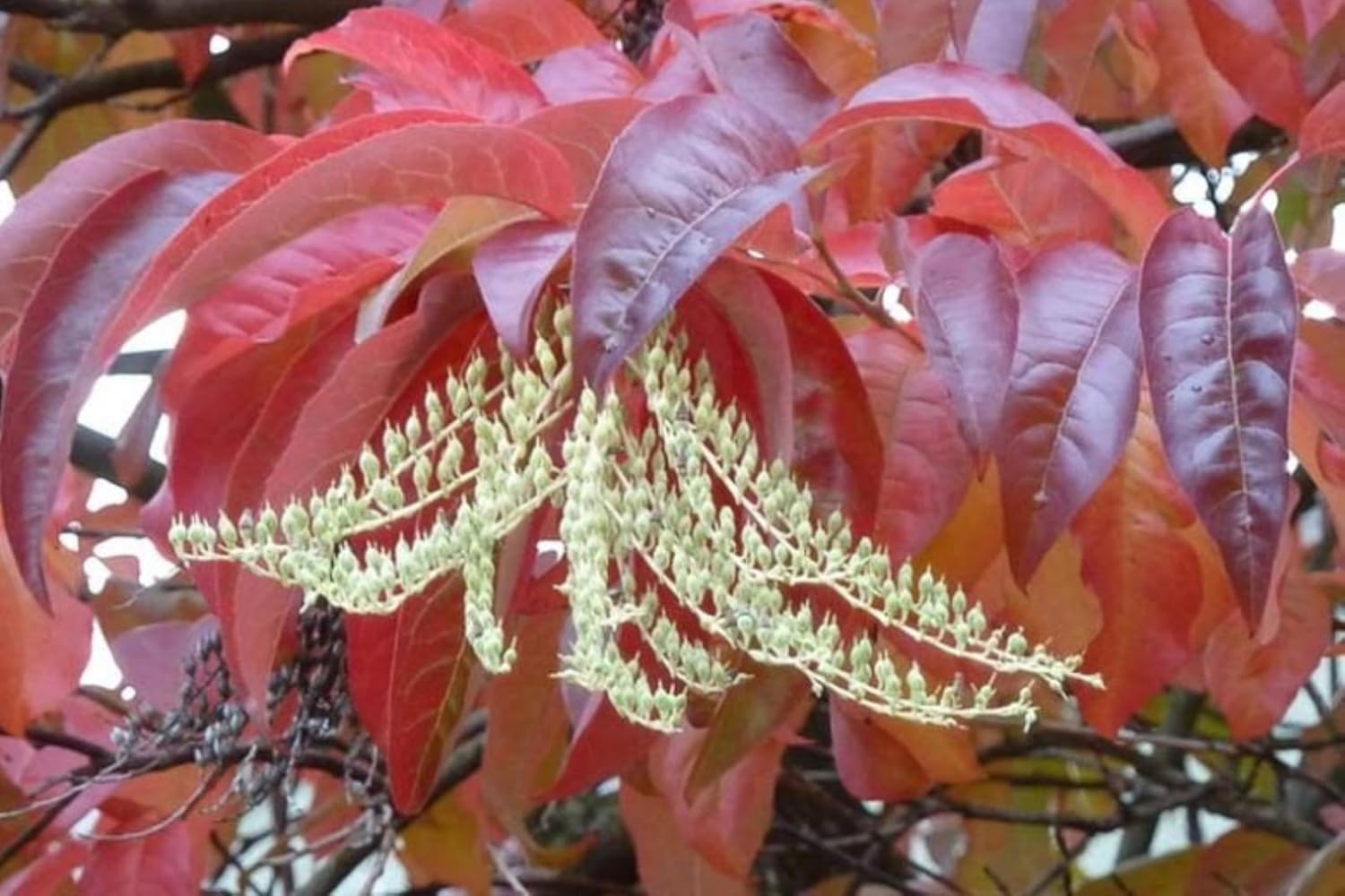 Amazon.com : Sourwood, Sorrel Tree (Oxydendrum arboreum) 1 Year Old ...