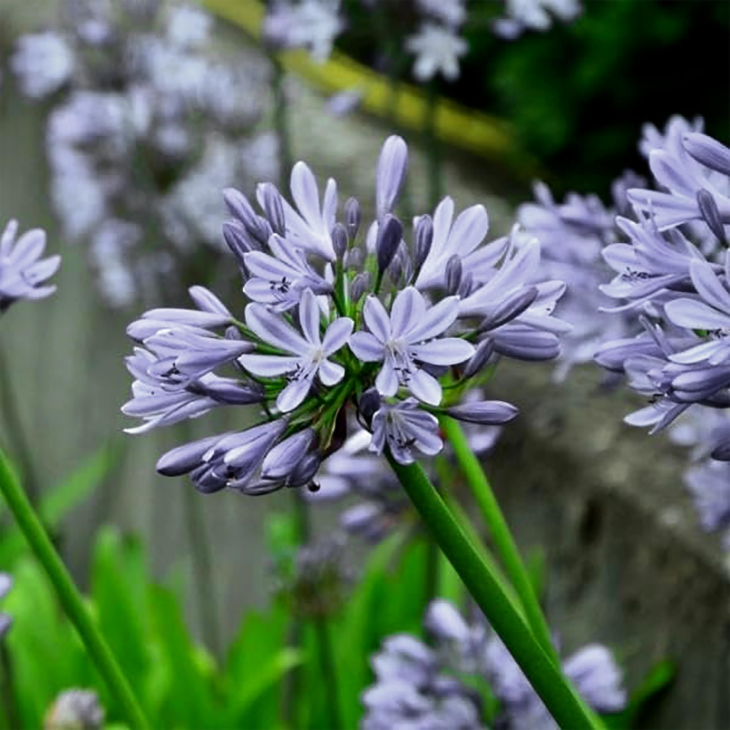 Planta Perenne Con Flores Para Contenedor 15 Plantas Perennes De