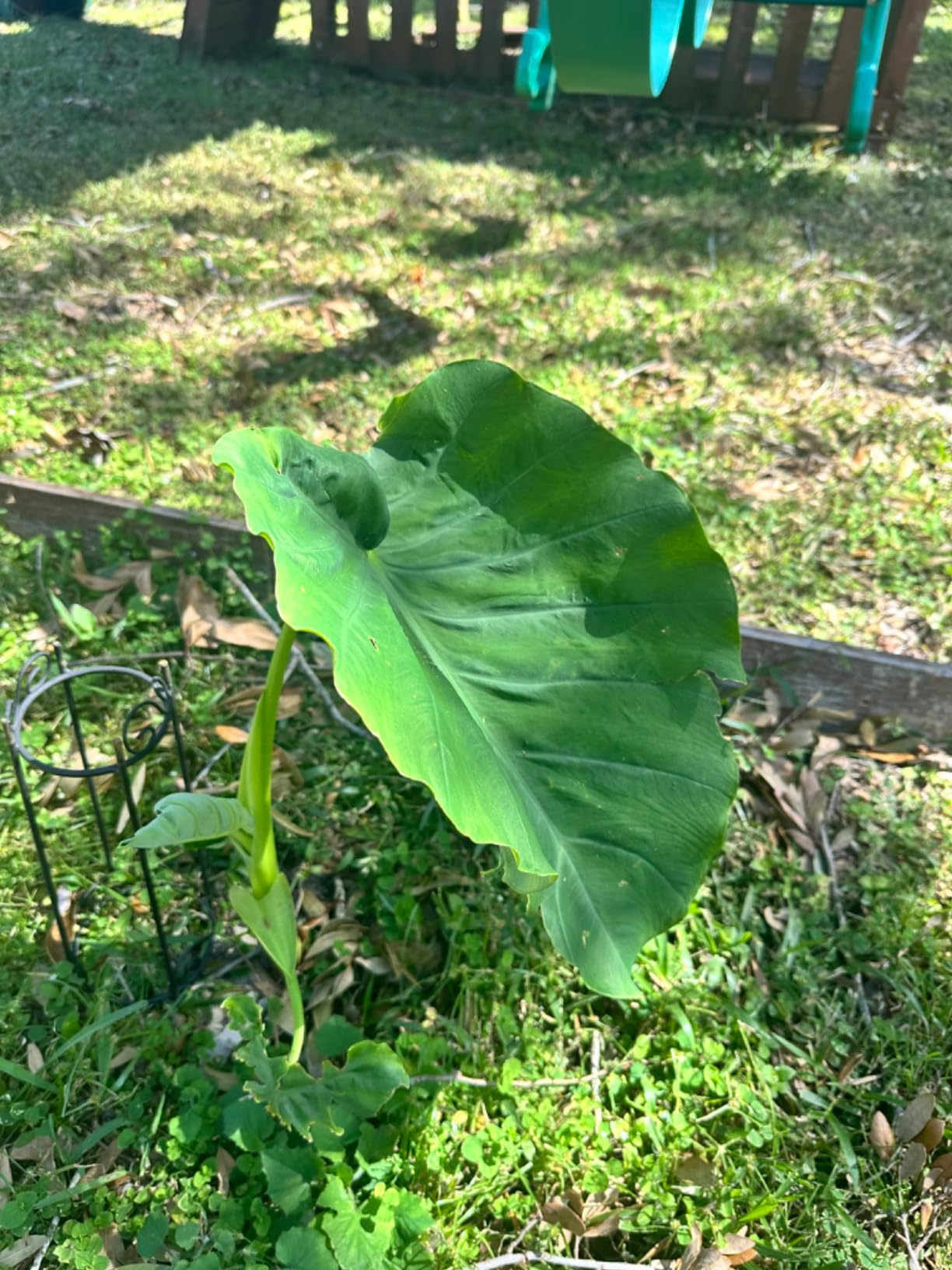 Amazon.com : One Giant Elephant Ear Bulb for Planting - Colocasia ...