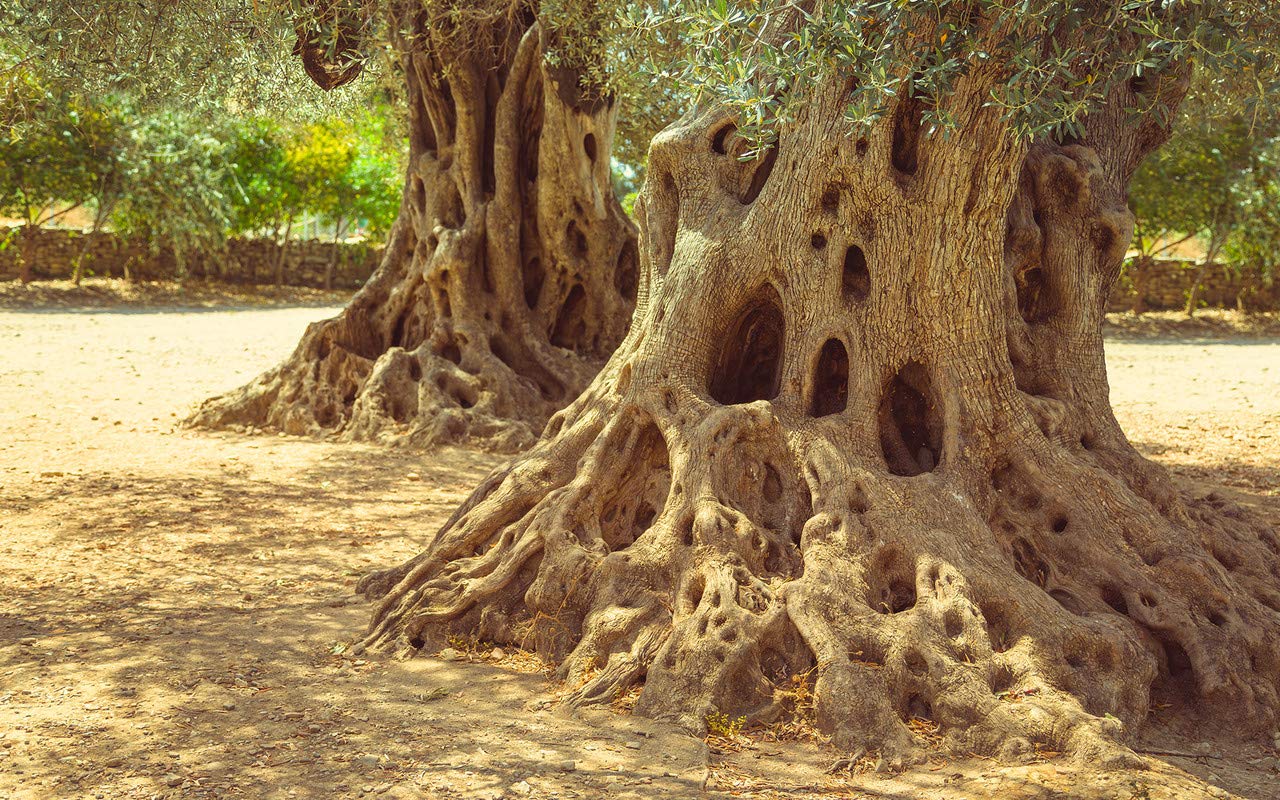 Buy Nature Sticker |Olive Tree Roots Interior Wall Design |Wall Art ...