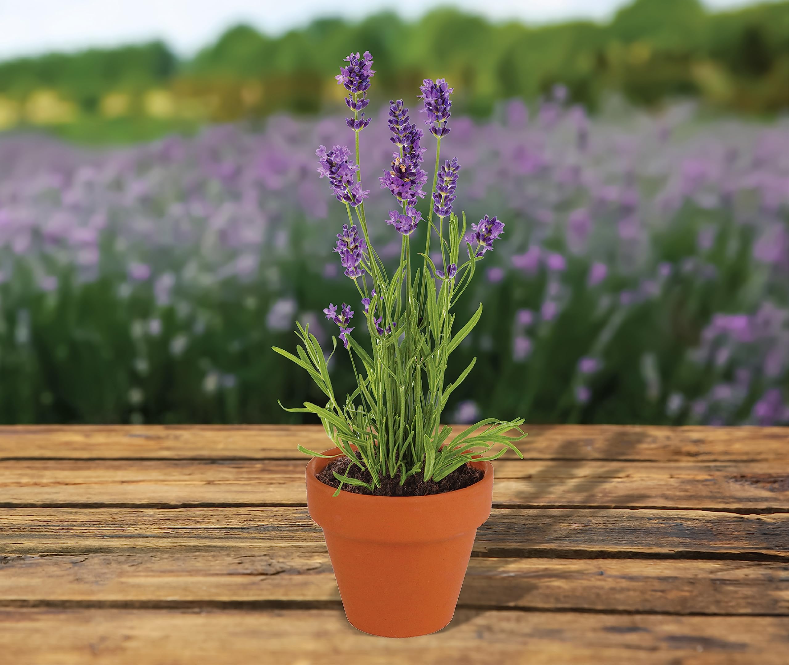 Snapklik.com : Buzzy Seeds Terracotta Mini Grow Pots Herb, Plant ...