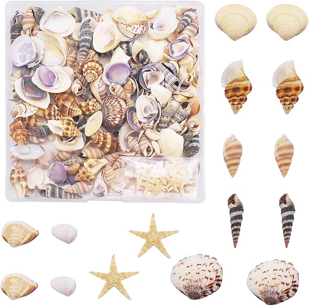 Amazon.com: Julie Wang 1 Box 200PCS Small Shell Conch Starfish Natural ...