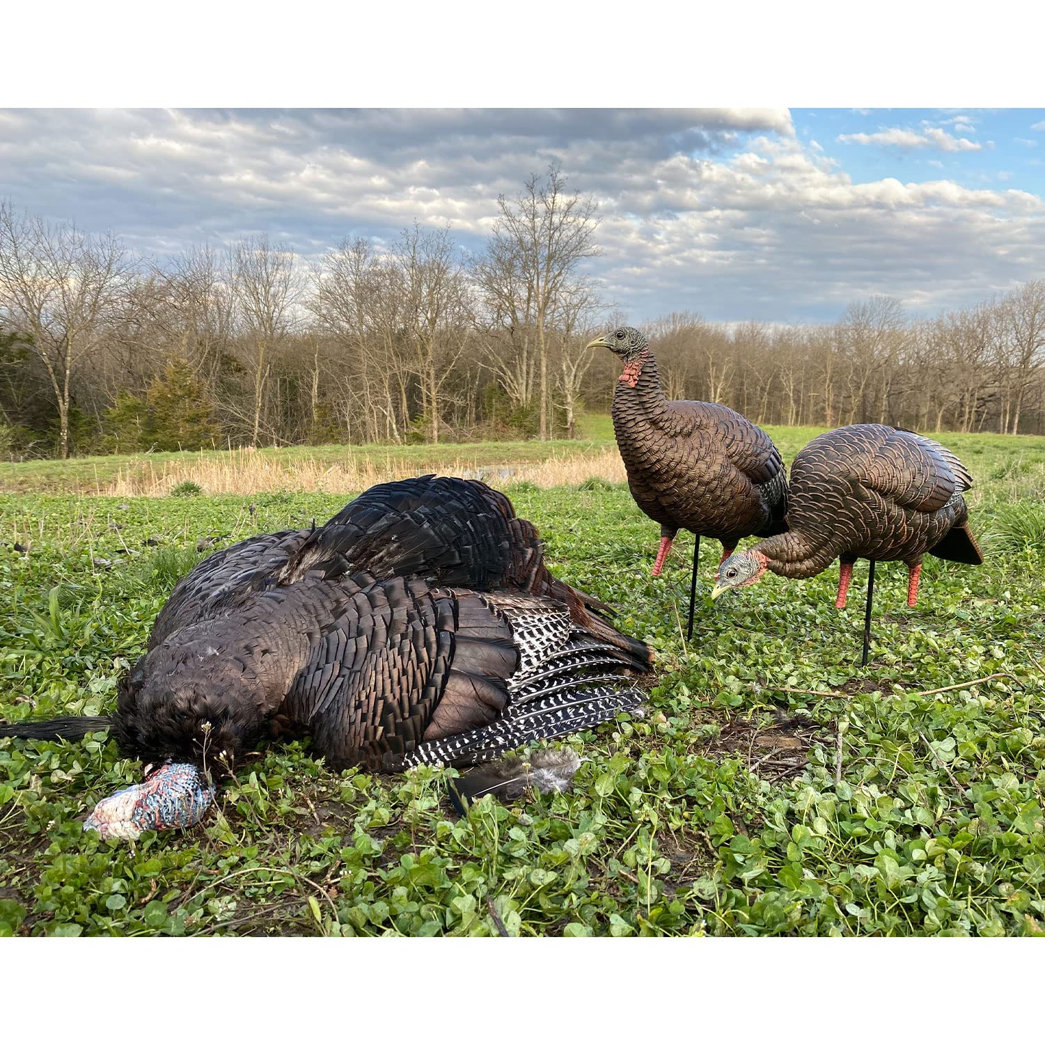 Snapklik.com : Avian-X HDR Feeding Hen Turkey Decoy Durable Realistic ...