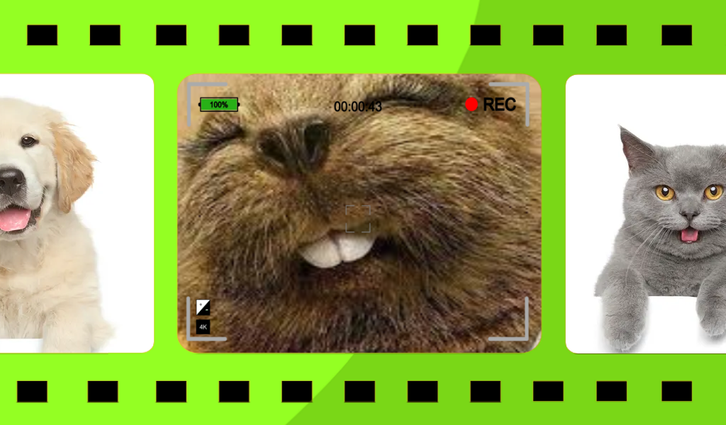 Talking Animals Video Pranks - App on Amazon Appstore