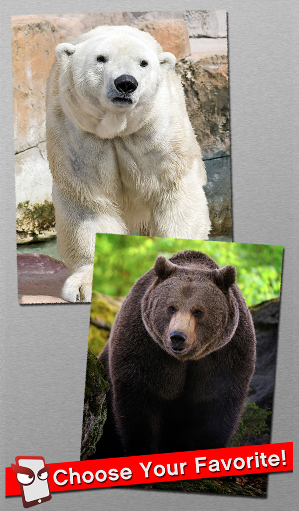 AngryBear Free - The Angry Bear Simulator:Amazon.de:Appstore for Android