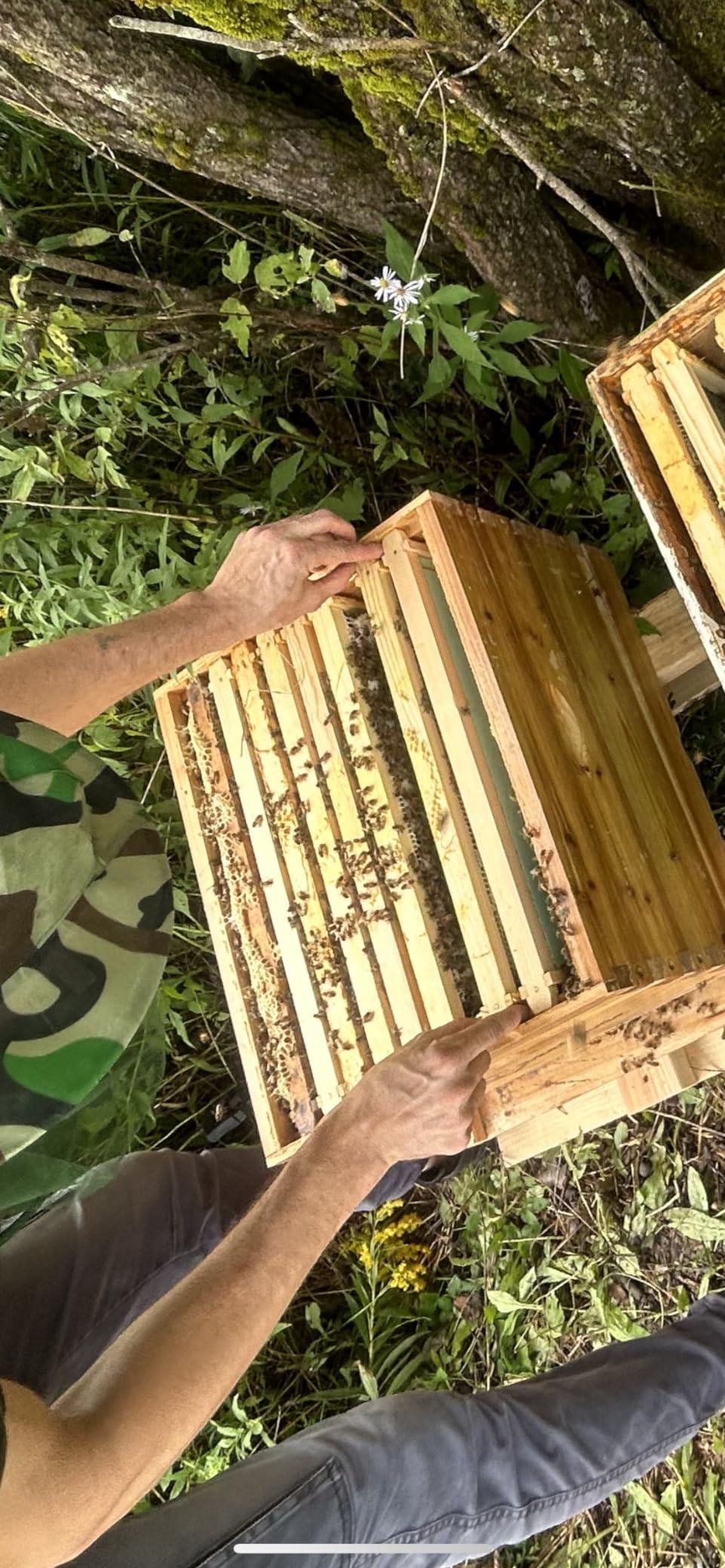 $20/mo - Finance ThxBees 10-Frame Bee Hive Complete Beehive Kit Beeswax ...