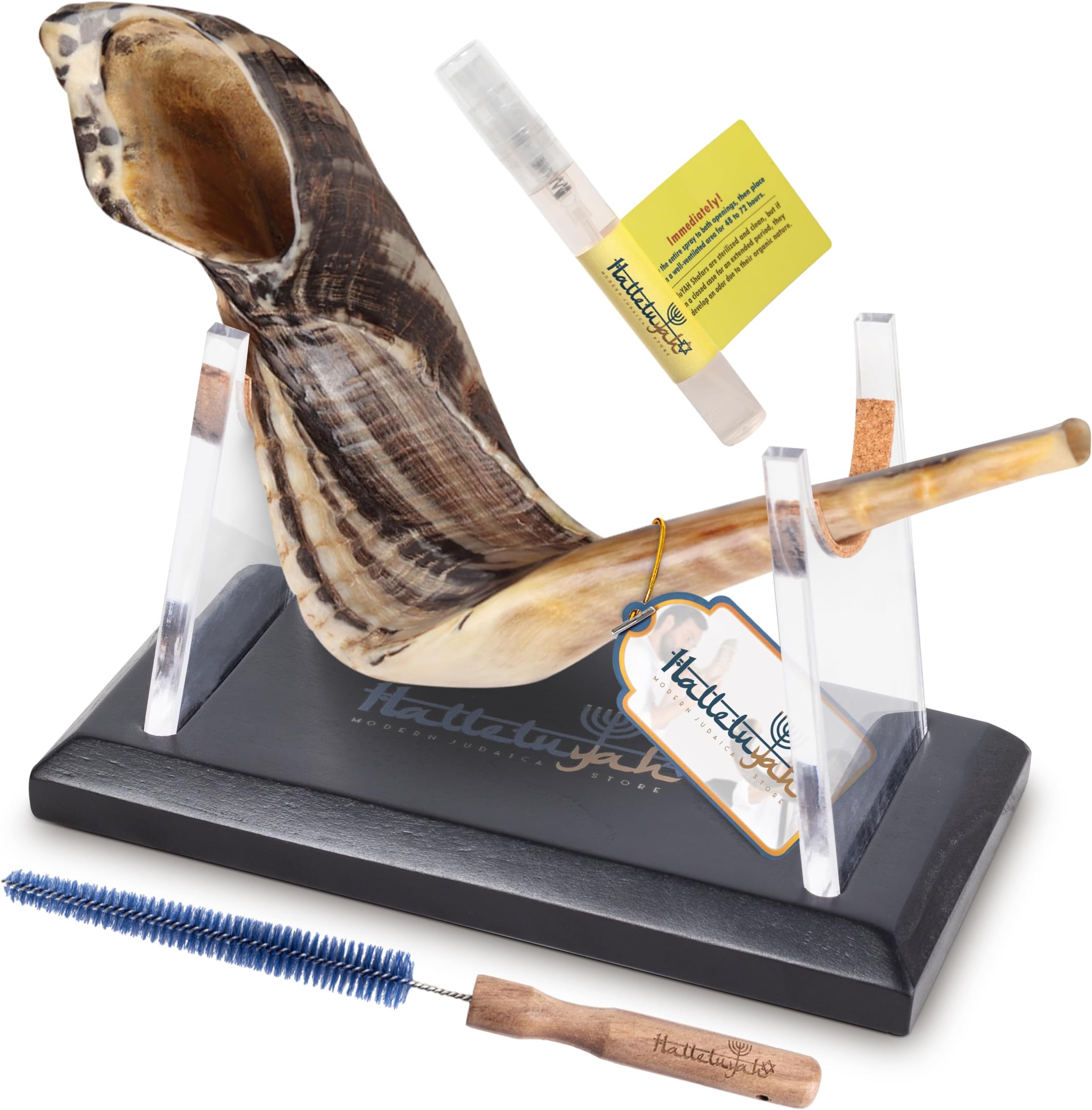 Amazon.com: Ram's Horn Shofar Kosher Mini 10" Polished White : Musical ...