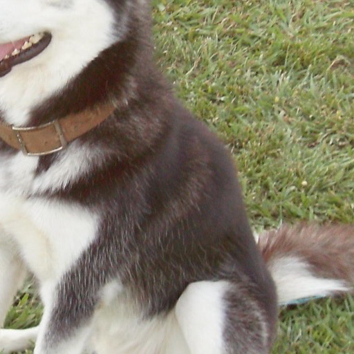 Husky Wallpaper -- HD Wallpapers of Husky! - App on Amazon Appstore