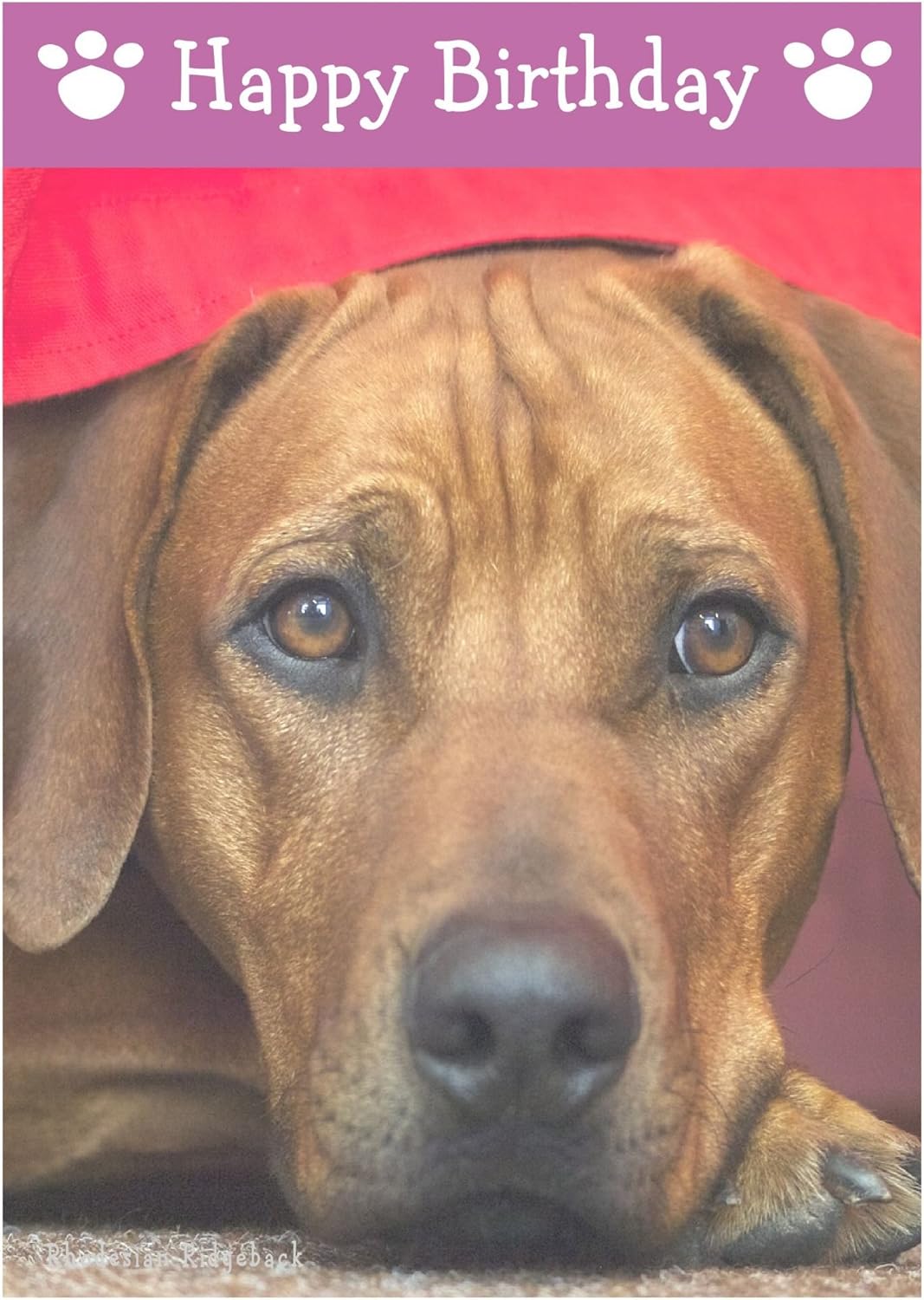 Rhodesian Ridgeback, Dog Birthday Card : Amazon.co.uk: Stationery ...