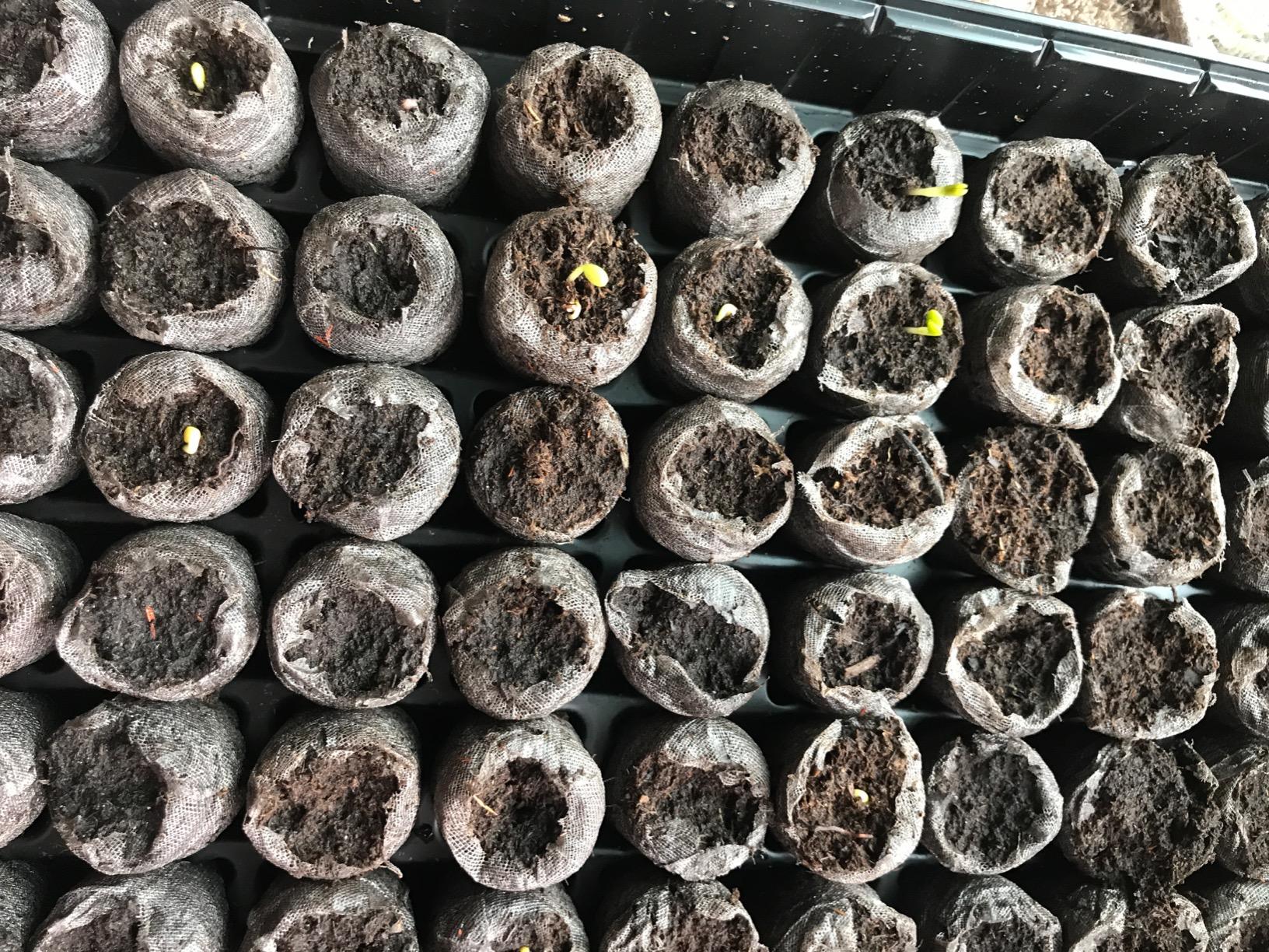 Amazon.com : 55-Pack HTG Supply All Natural Seed Starter Plugs ...