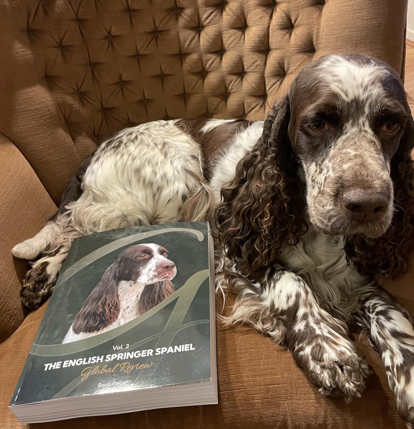 The English Springer Spaniel Global Review vol.2 : Pegan, Mr. Boris ...
