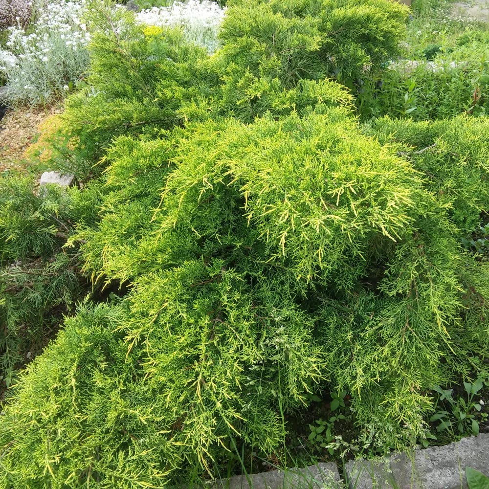 Buy Juniper Juniperus x pfitzeriana 'Old Gold' Evergreen Hardy Shrub ...