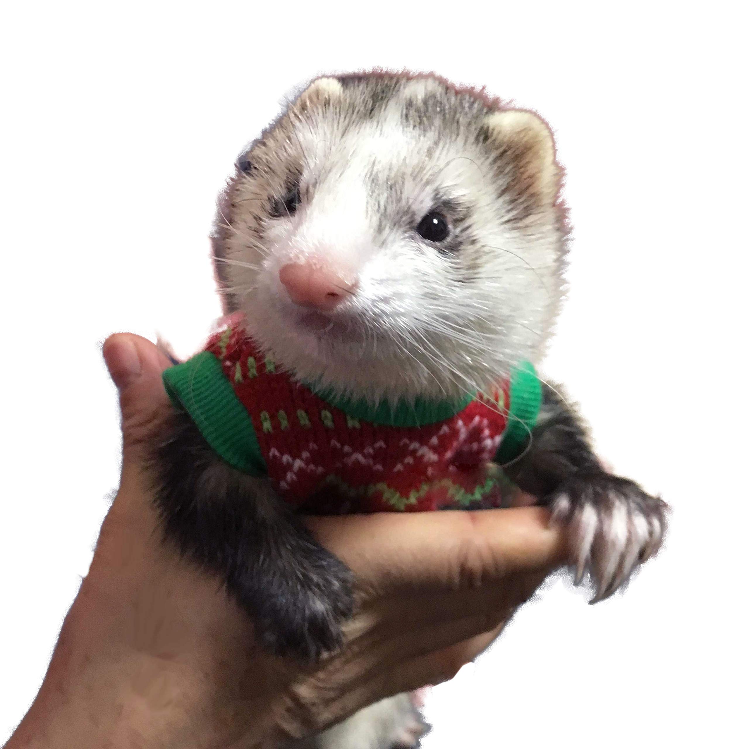Ferrets Wearing Sweaters