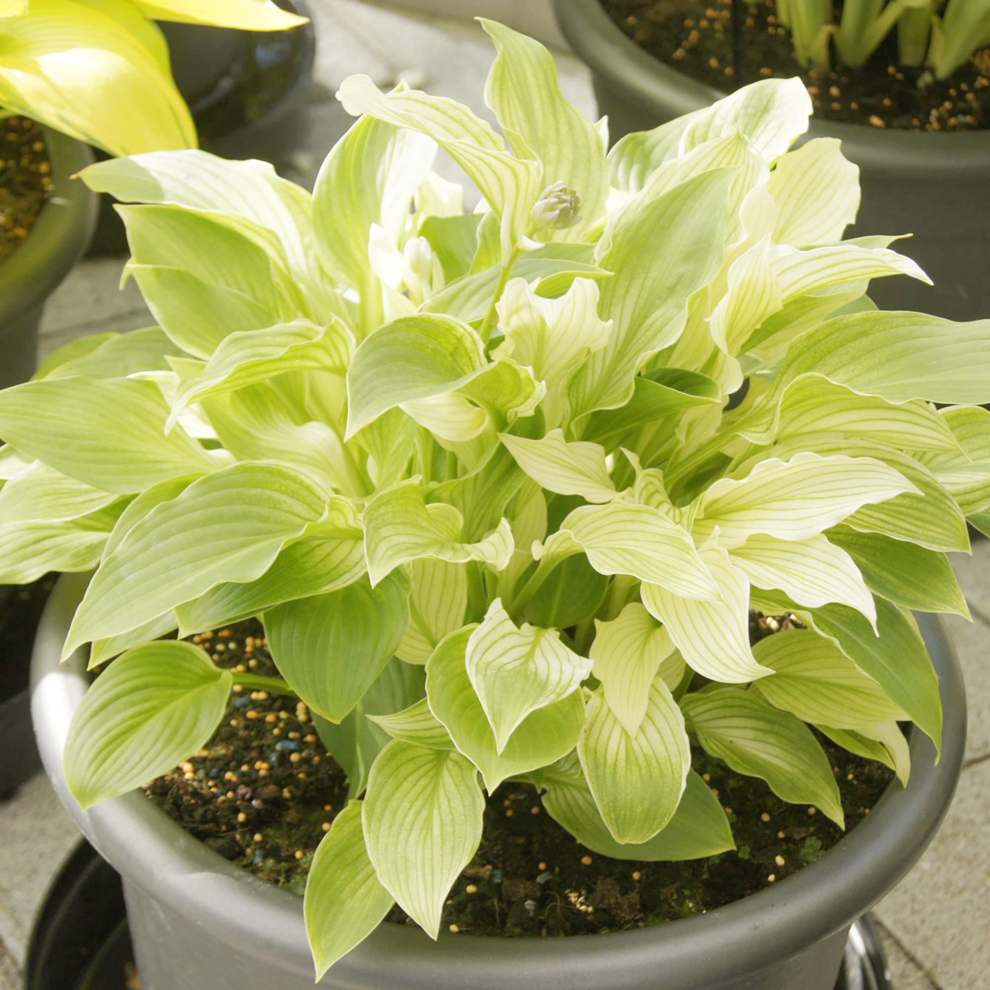 Amazon.com : White Feather' Hosta Seeds Plantain Lily Perennial Showy ...