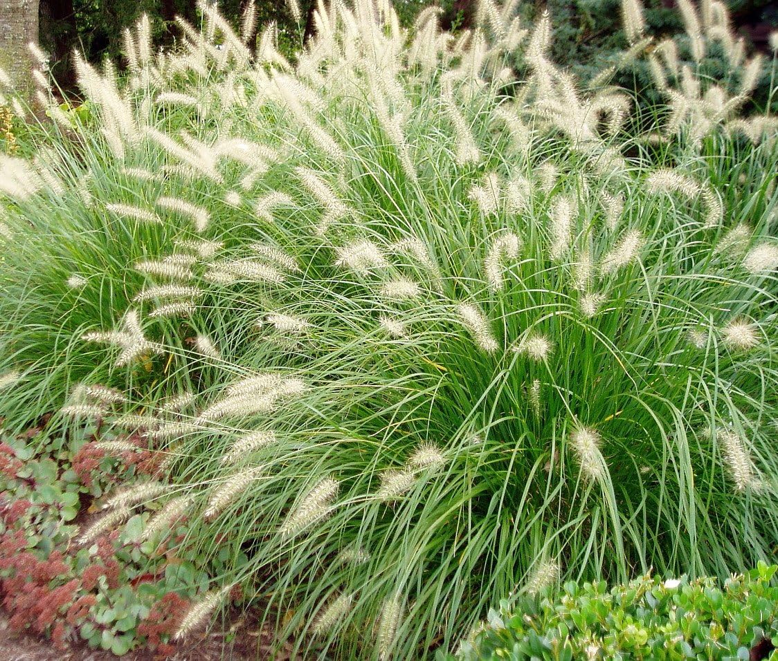Amazon.com : Hameln Dwarf Fountain Grass - Pennisetum - Hameln - 4" Pot ...