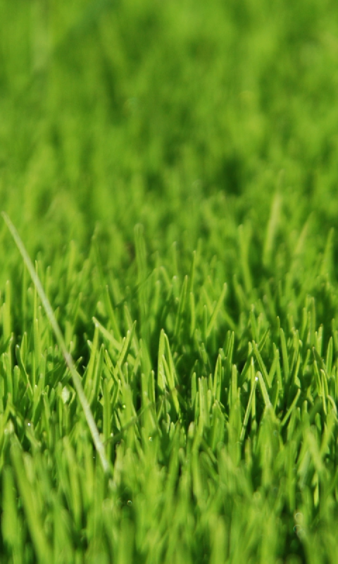 Green Grass Live Wallpaper - App on Amazon Appstore