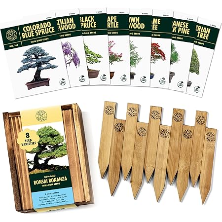 Amazon.com : Utah Juniper Seeds for Planting (30 Seeds) - Highly Prized ...