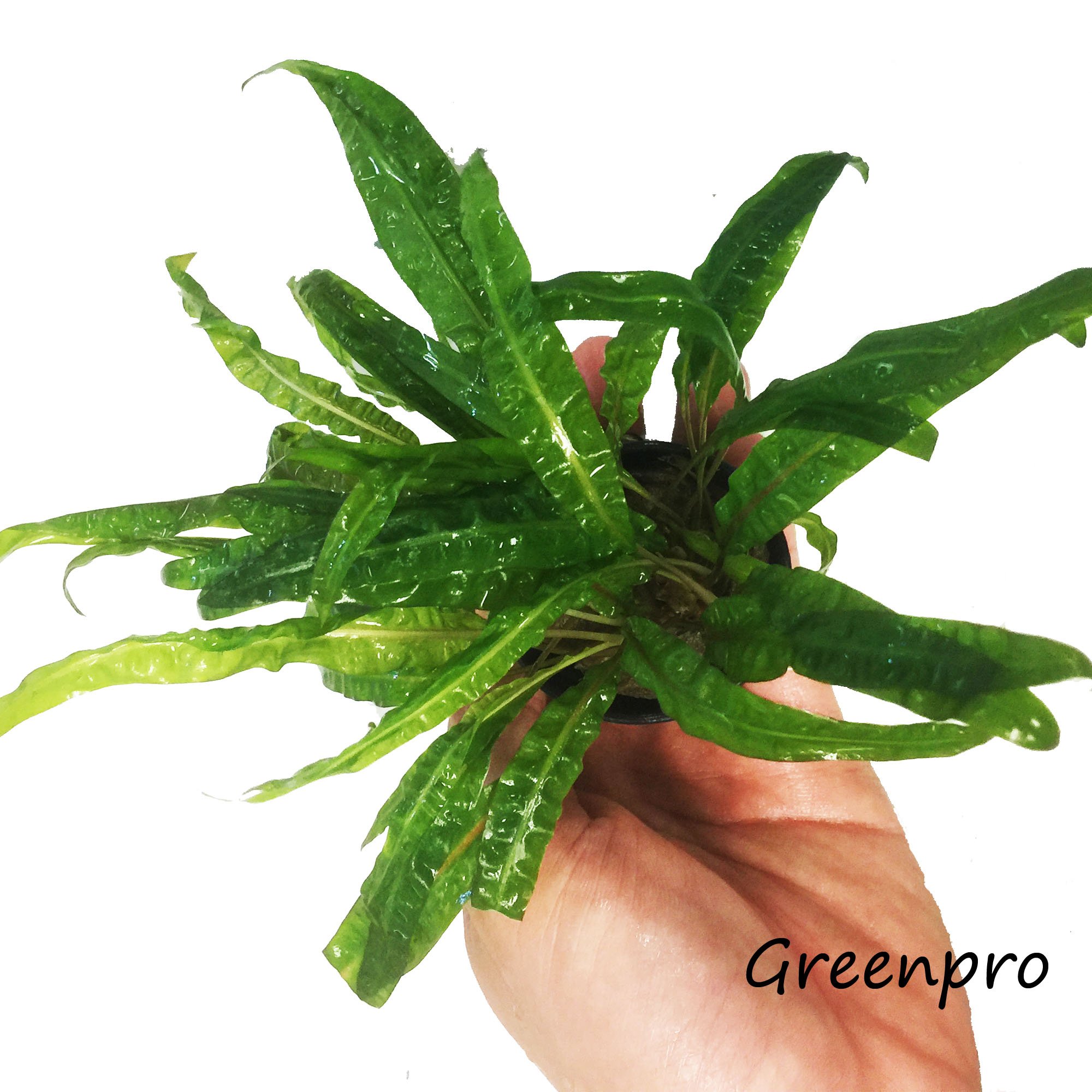 Crypt Balansae Plant