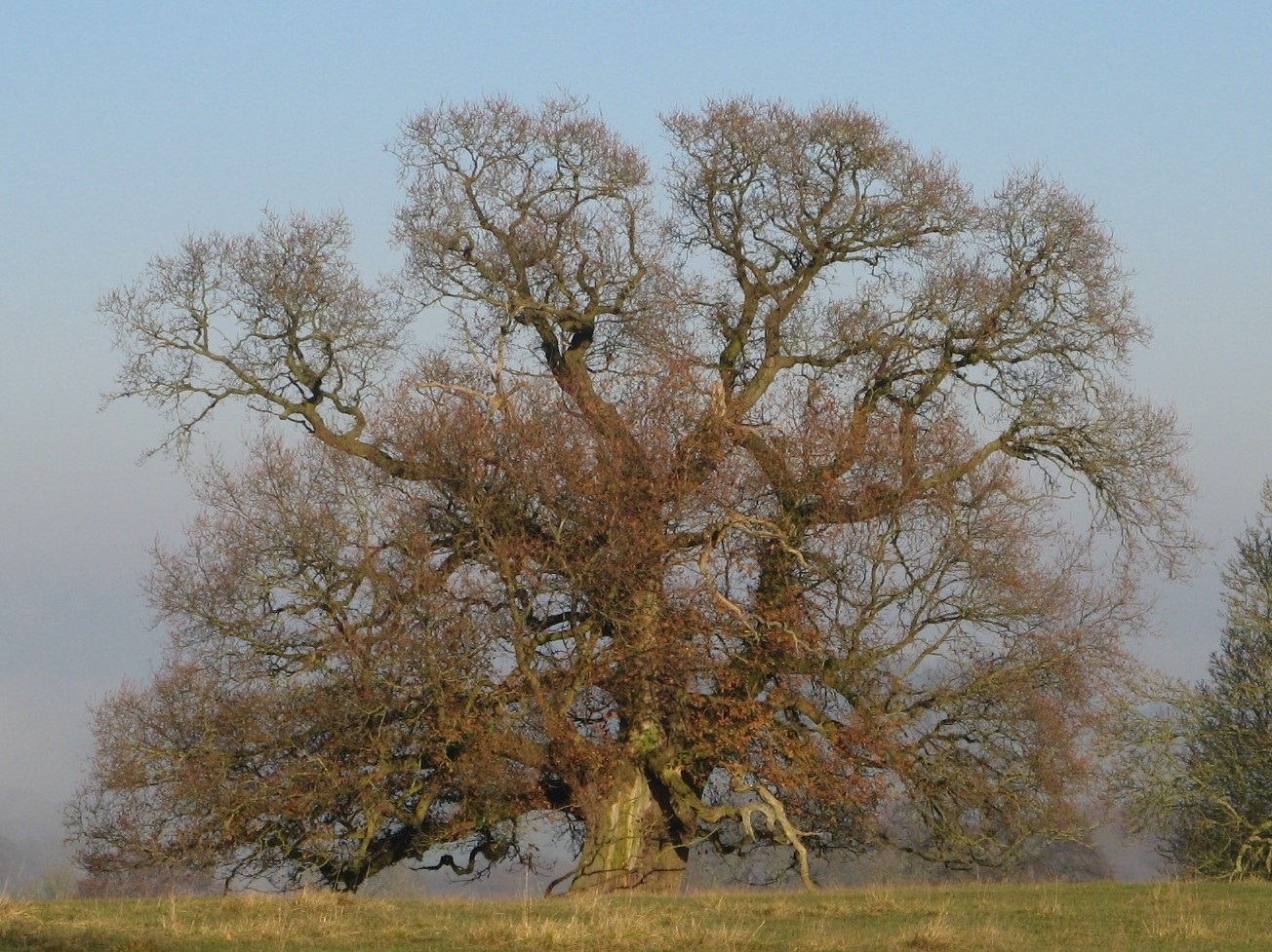 The Harmony Tree: A Story of Healing and Community: Woodley, Randy S ...
