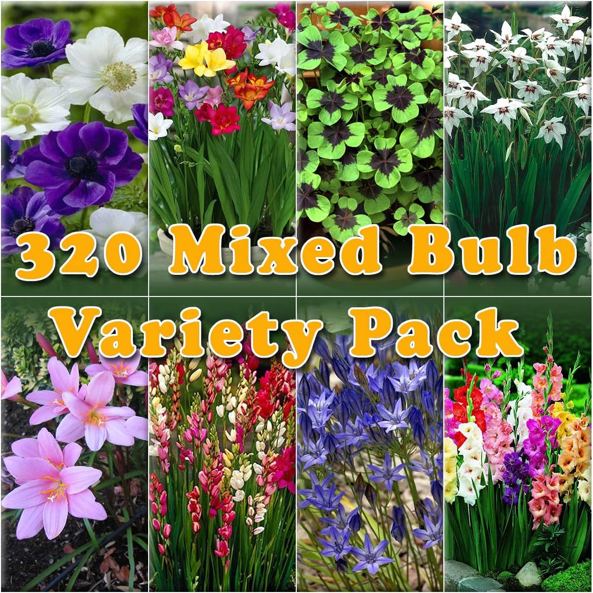 Summer Flowering Bulb Mixed Pack 320 Bulbs 8 Varieties Summer Long ...
