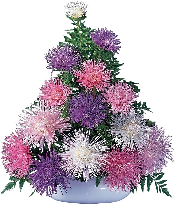 Amazon.com : Burpee Fireworks Mixed Aster Seeds 100 seeds : Patio, Lawn ...