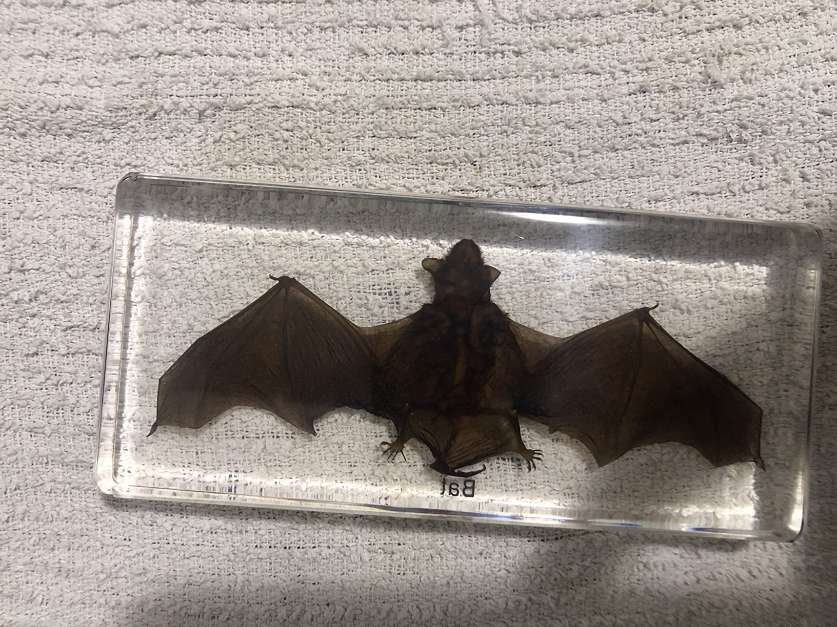 Bat Specimens Science Classroom Specimen for Science Education : Amazon ...