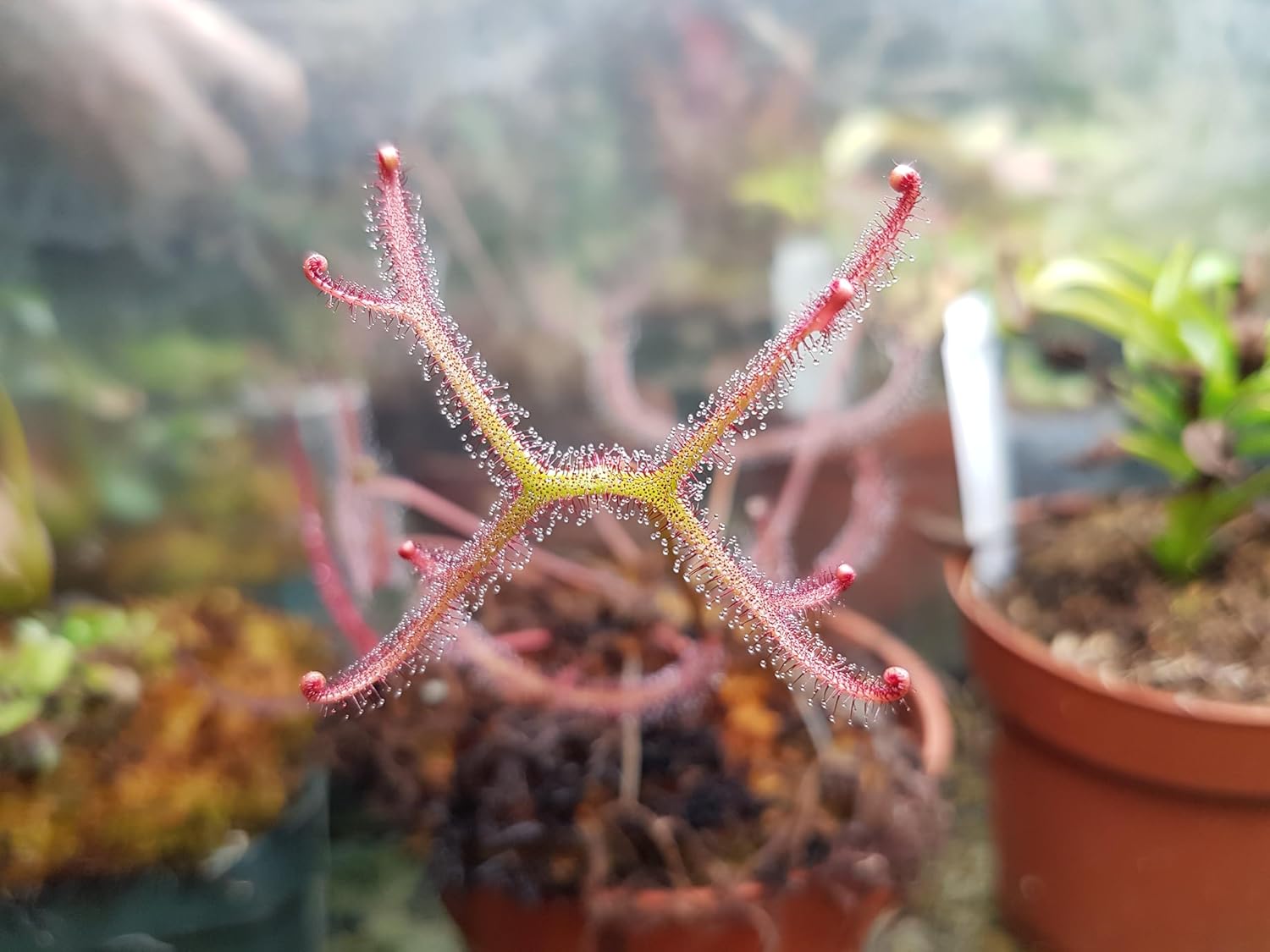 Drosera Binata Multifida (Live Carnivorous Exotic Plant) : Amazon.in ...